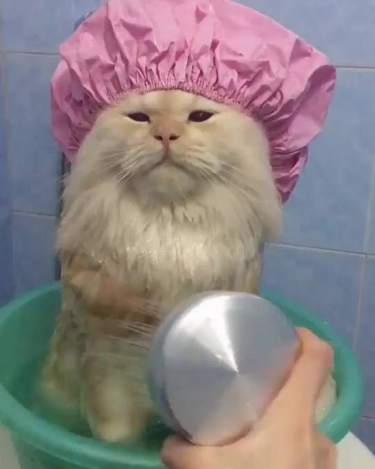 "Pamper me, human." | Scrolller