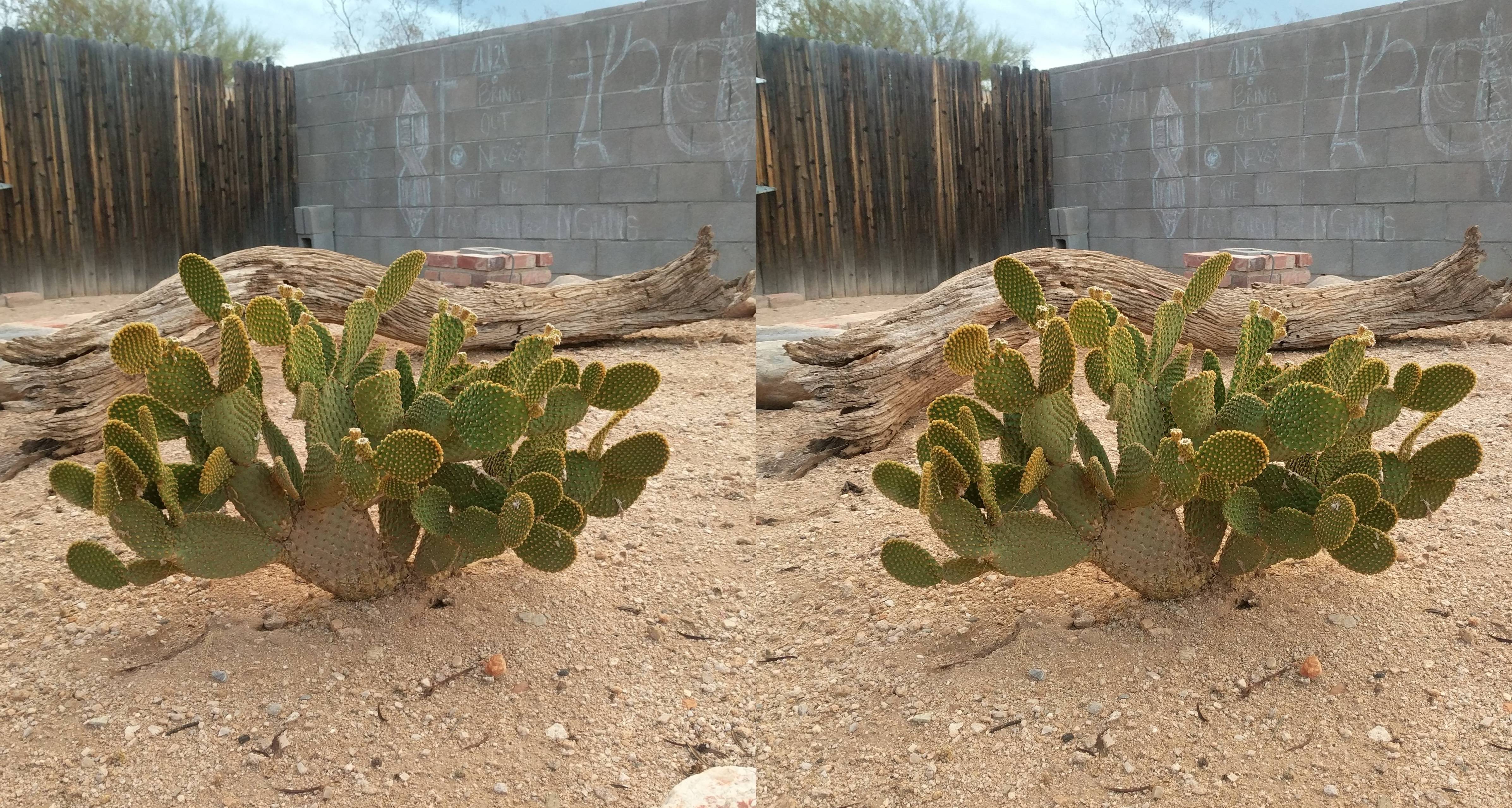 Pancake Cactus [OC] | Scrolller