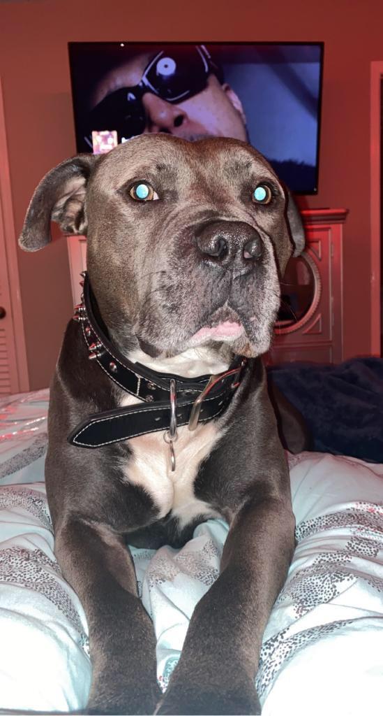 Papa Smurf the pitty | Scrolller