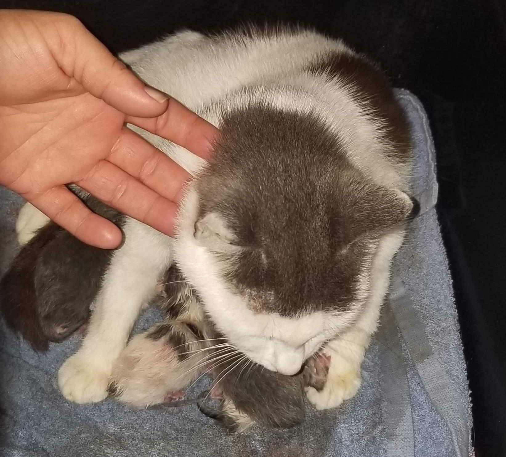 Paris had her babies!!! | Scrolller