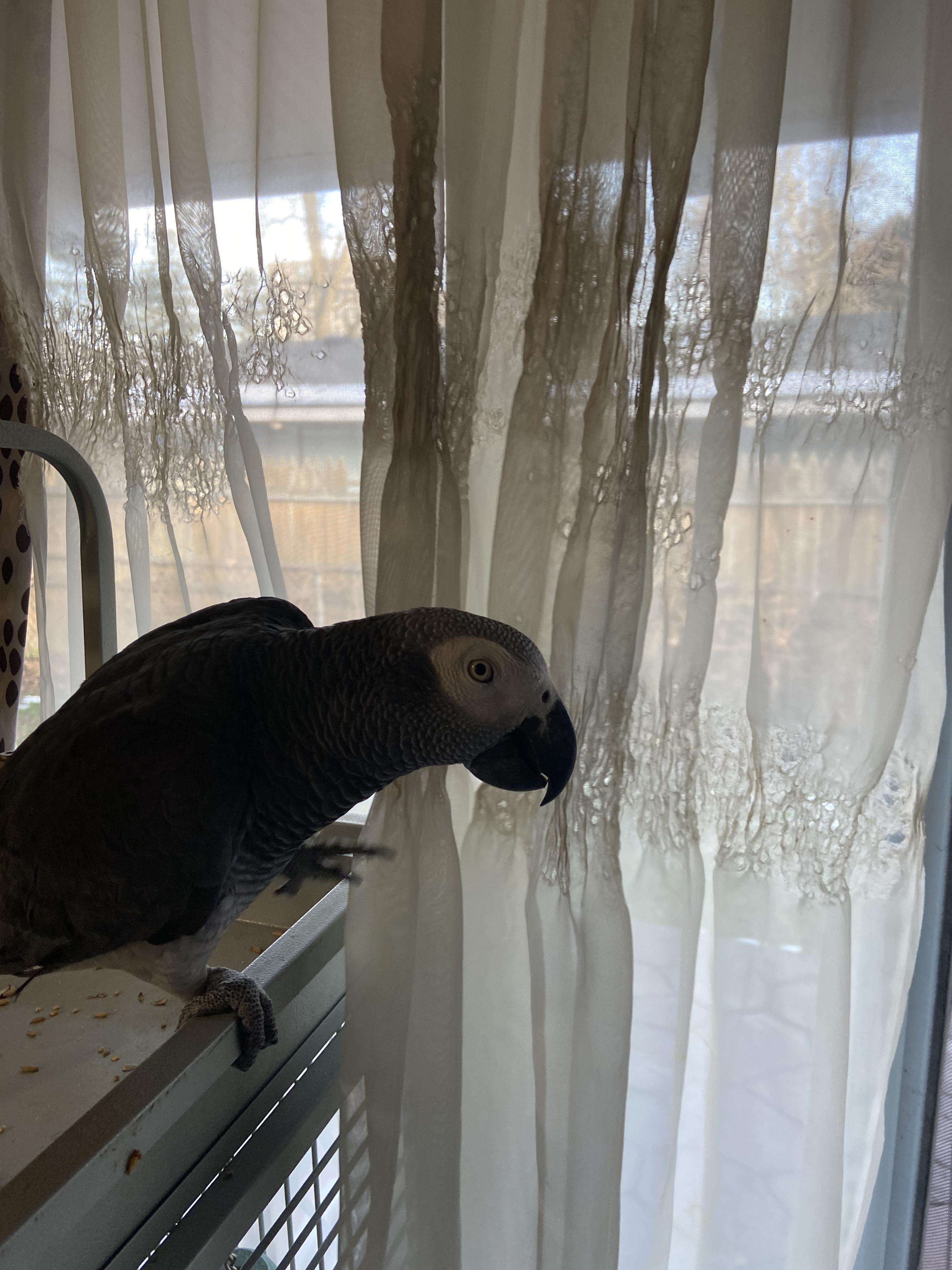 Parrot giving my curtains a re-design | Scrolller