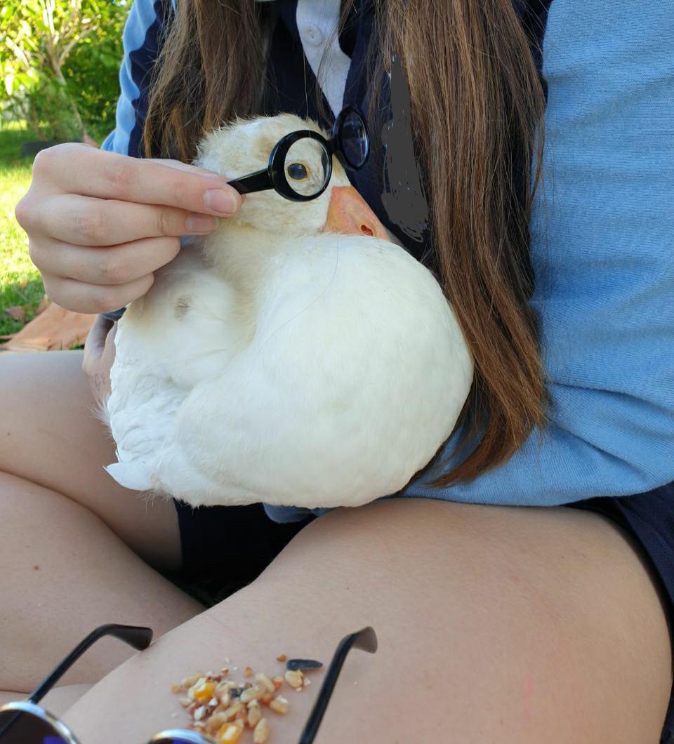 Part 2! Meet Fido the goose, a very professional gosling who loves cuddles and handfuls of ...