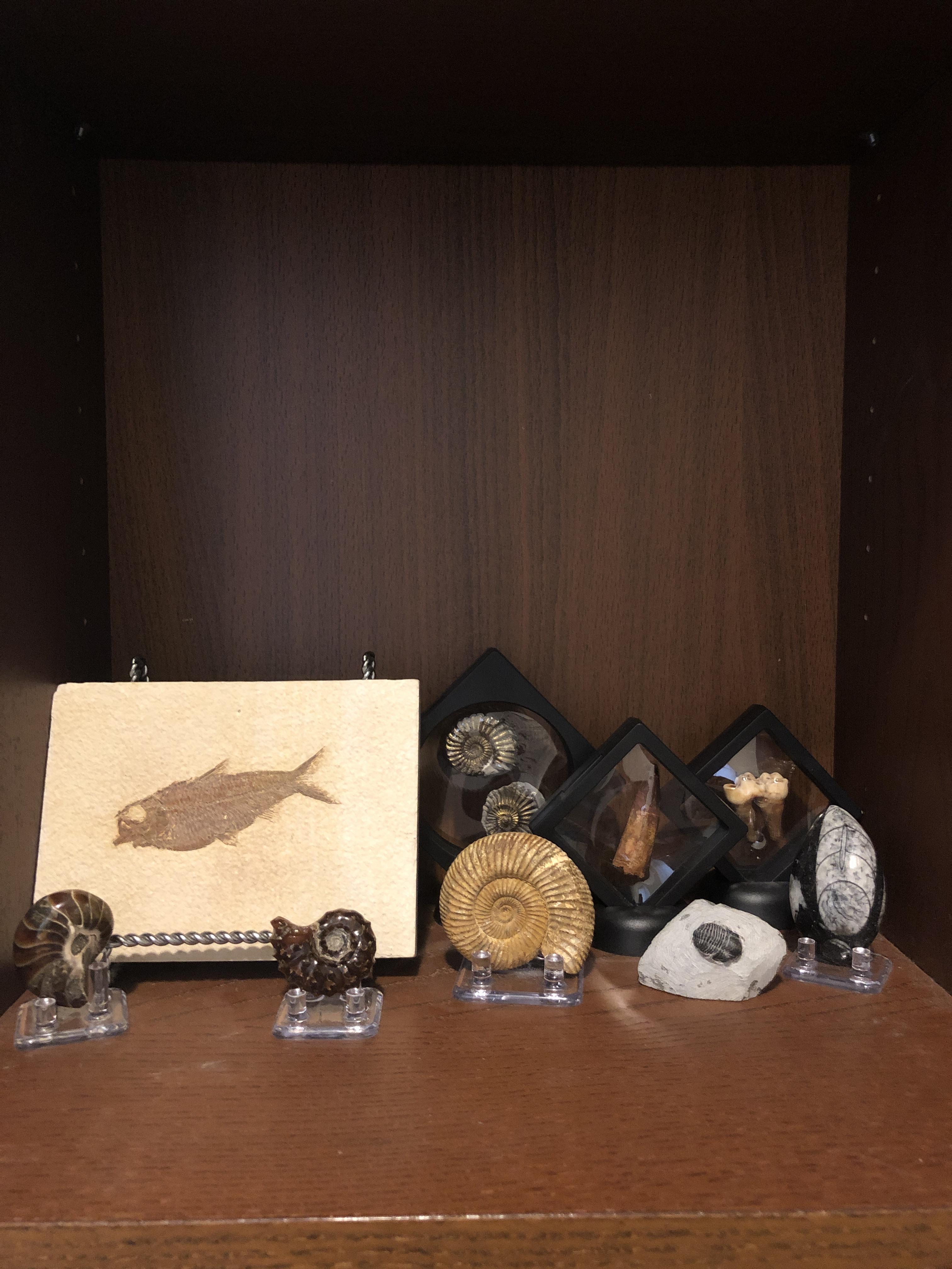 Part of my fossil collection | Scrolller