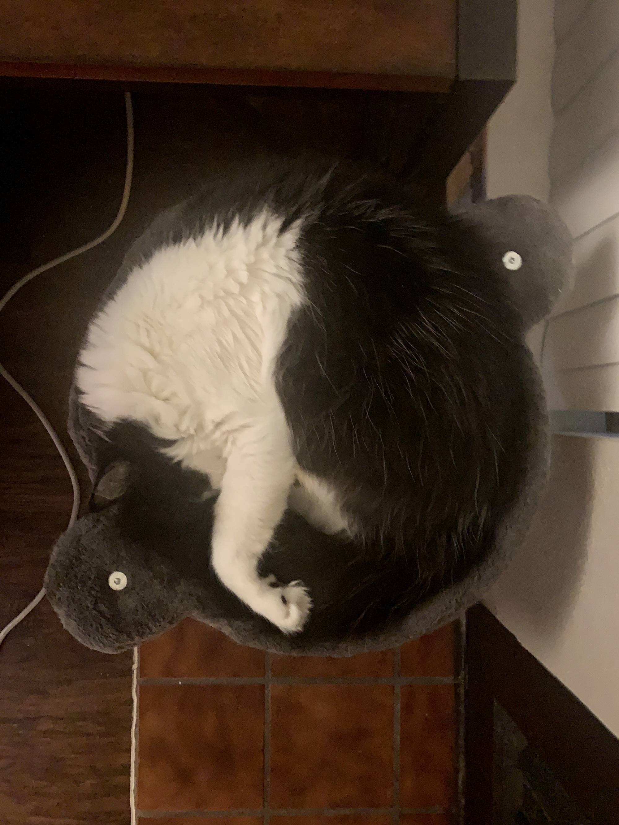 Part yin, part yang.. all chonk | Scrolller