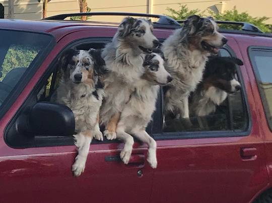 Party Bus! | Scrolller