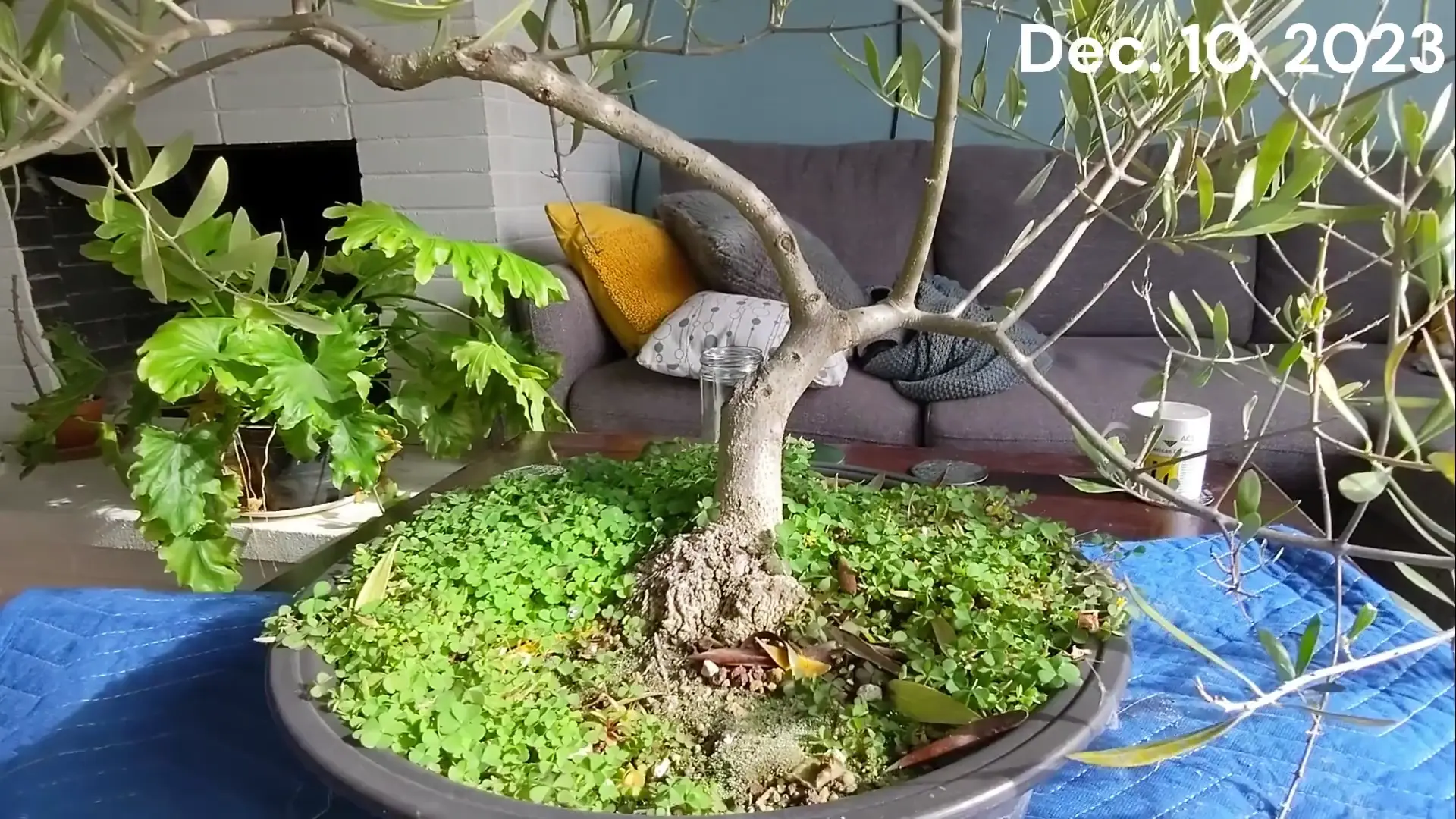 Past 6 Months of Progress on Olive - It's got a ways to go, but it finally feels like it's on ...