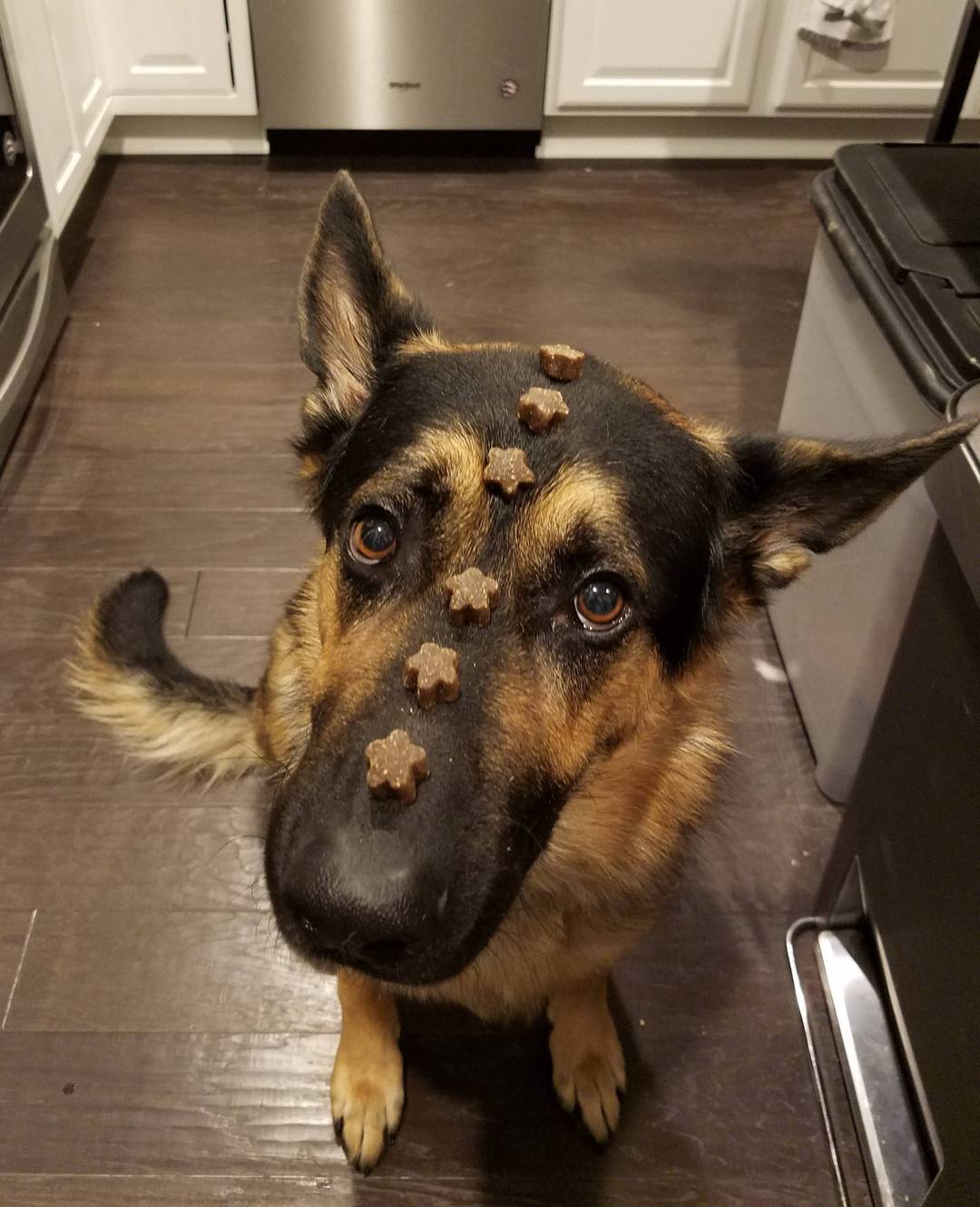 Patient good boy. | Scrolller