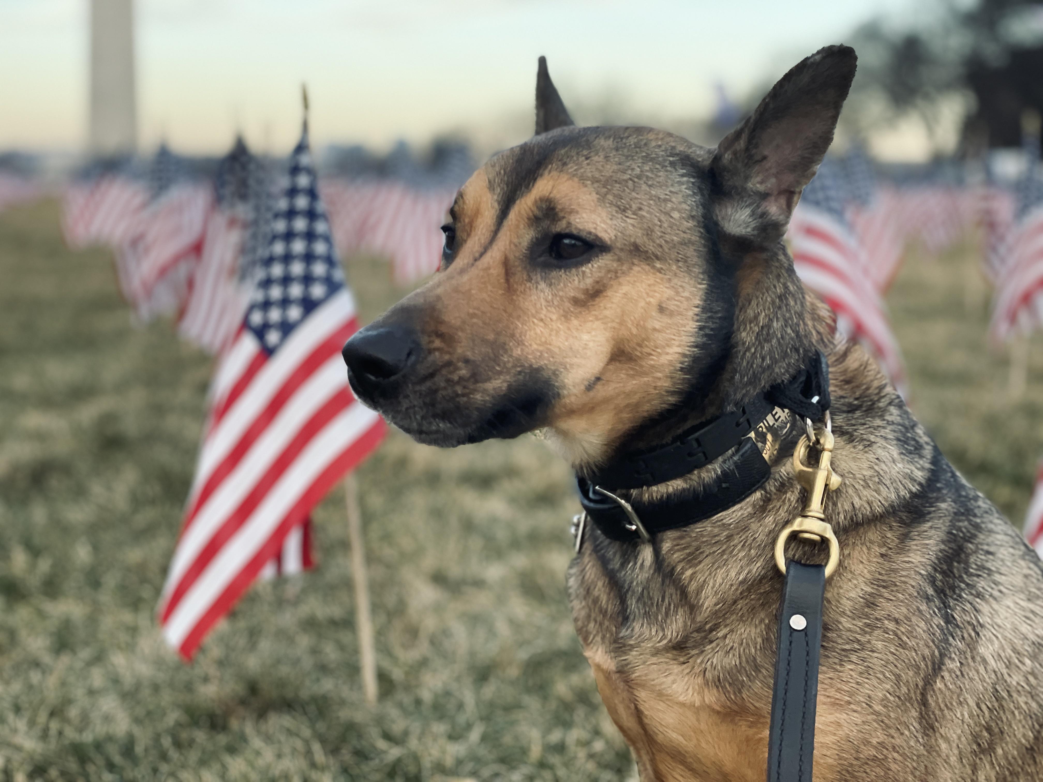 Patriotic Pup Scrolller