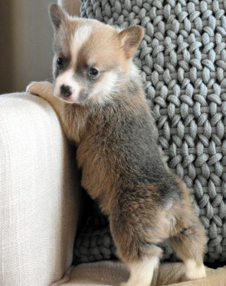 Pax posing for the camera | Scrolller