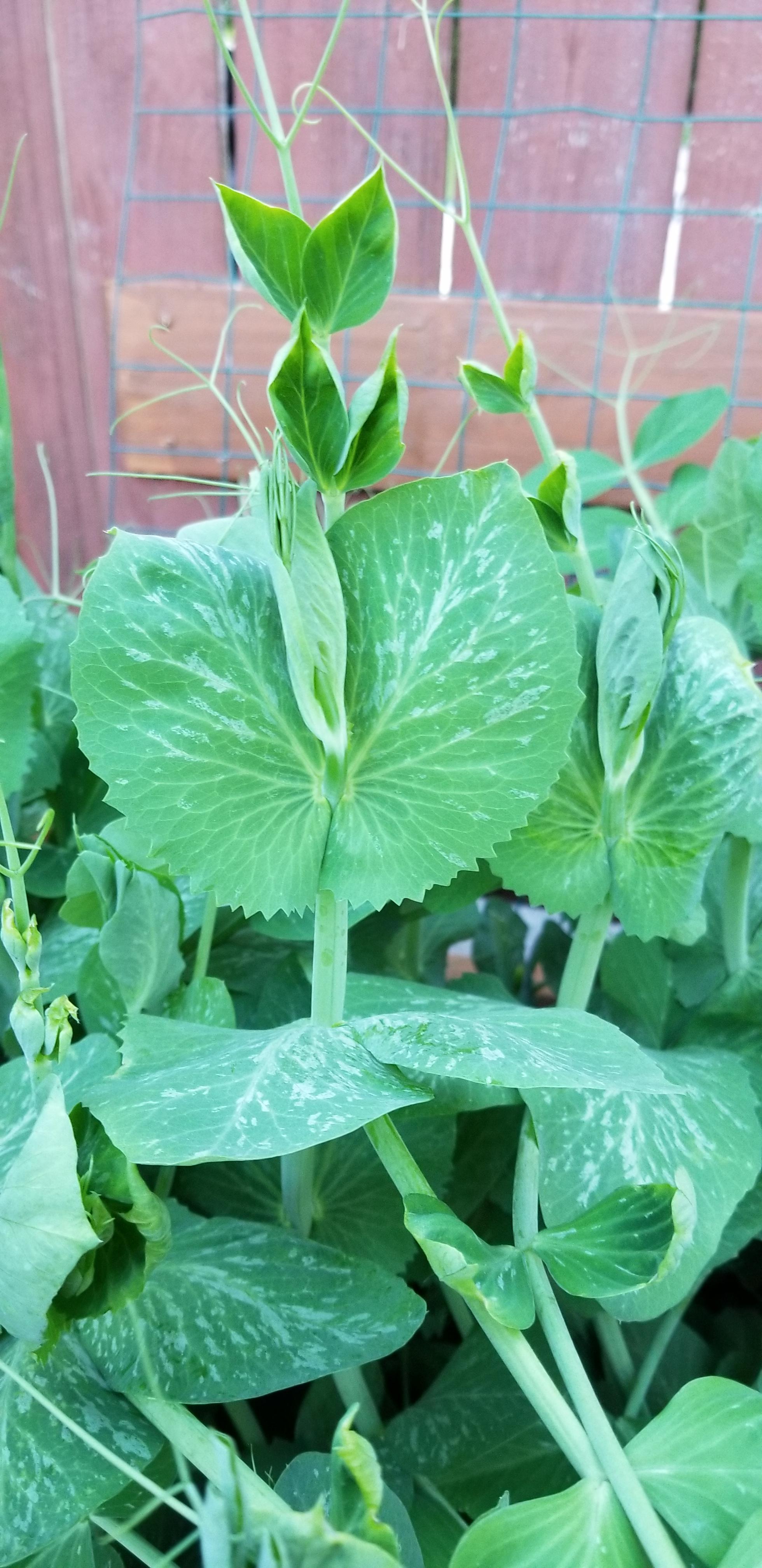 Pea vines. | Scrolller