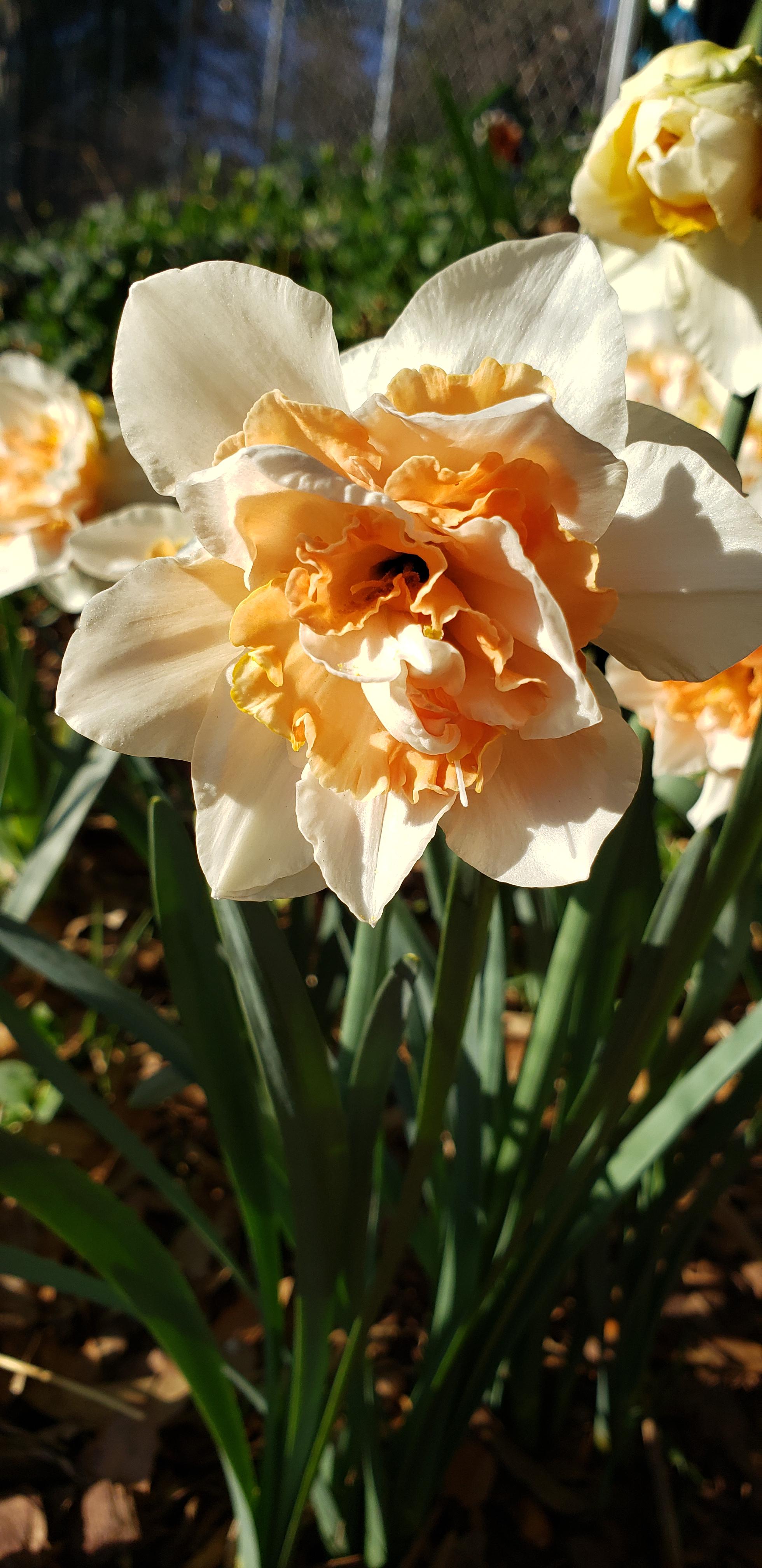 Peach double daffodils are finally opened. | Scrolller