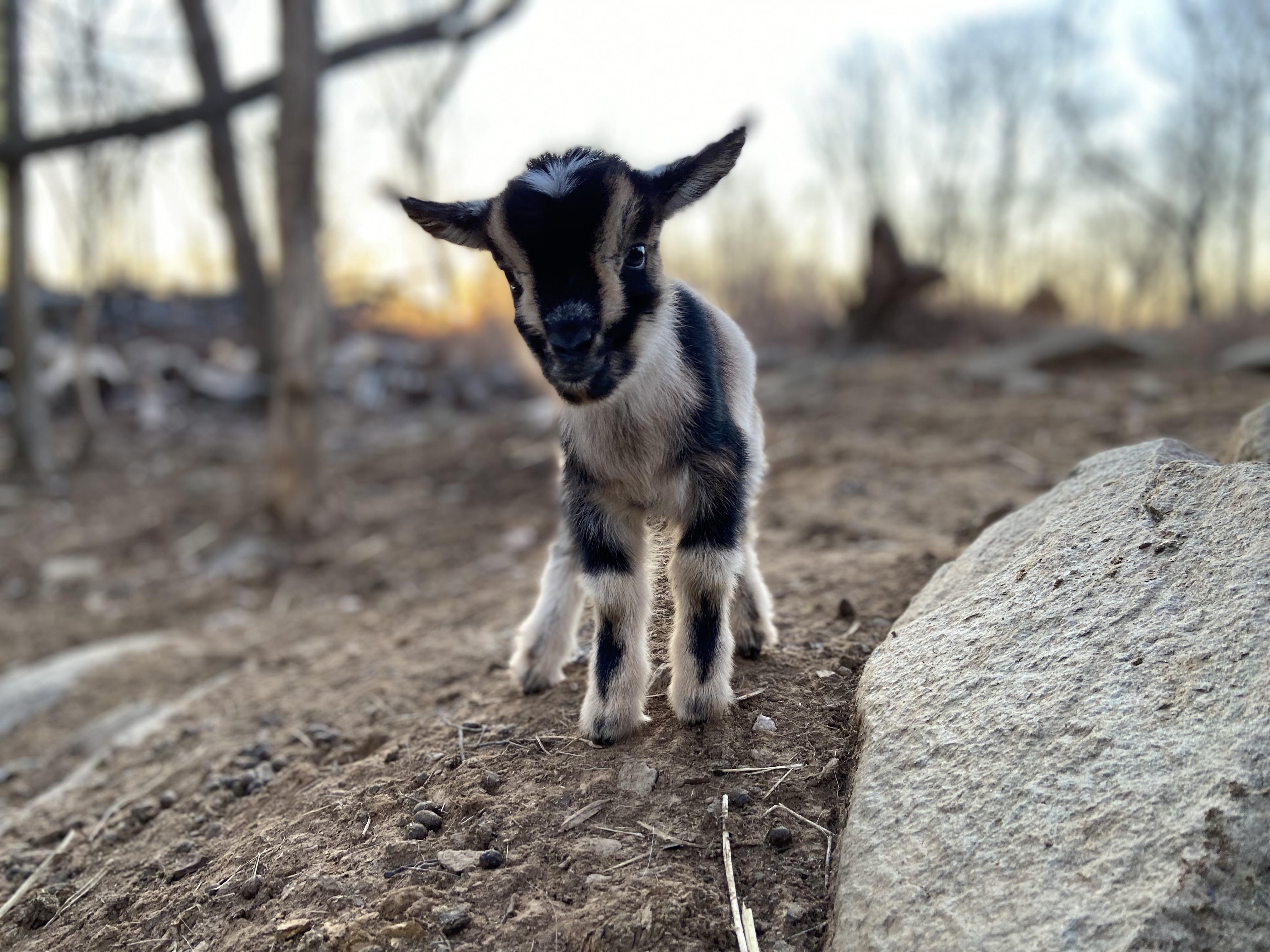 Peanut is another little doe born Sunday | Scrolller