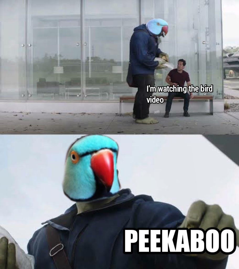 Peekaboo | Scrolller