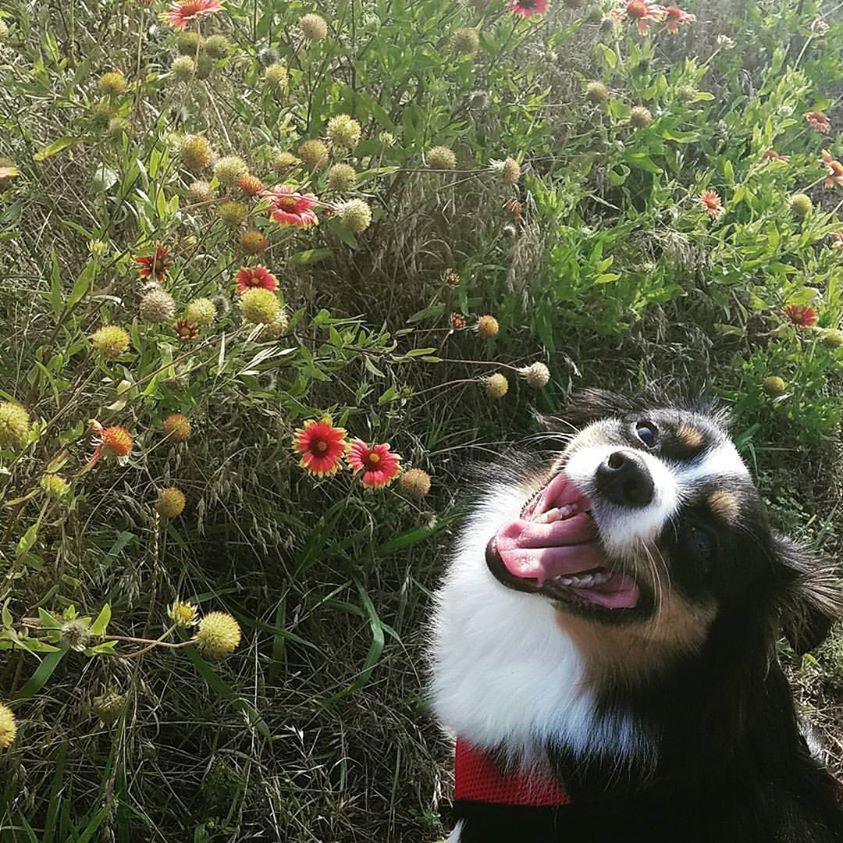 Peggy enjoying the wildflowers. | Scrolller