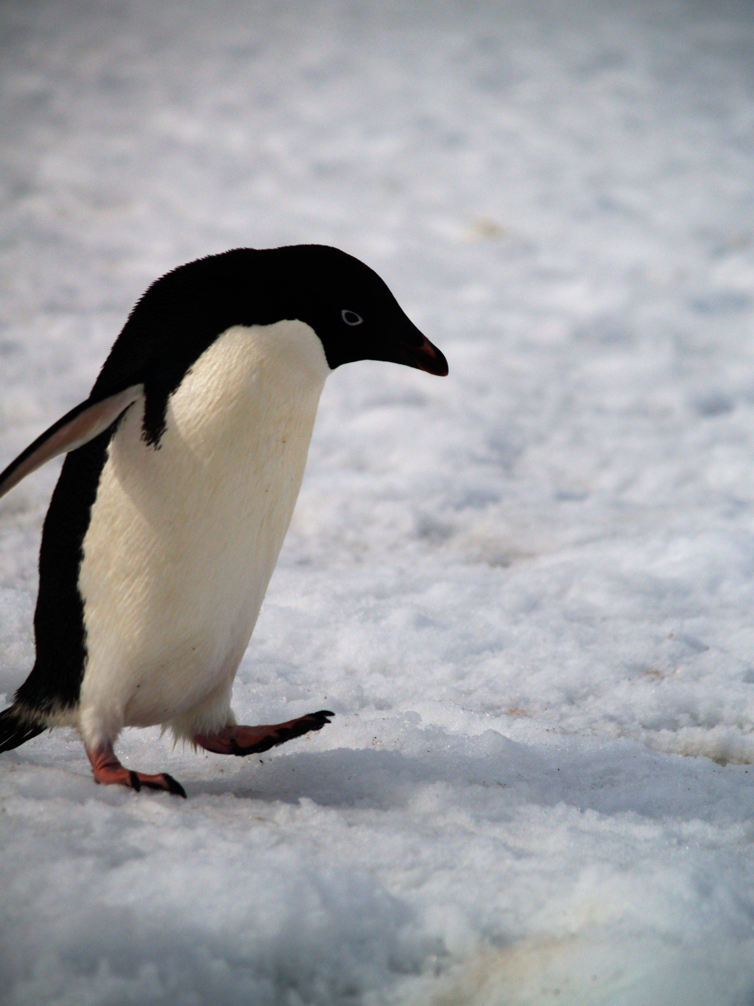 Penguin [2448x3264]. | Scrolller