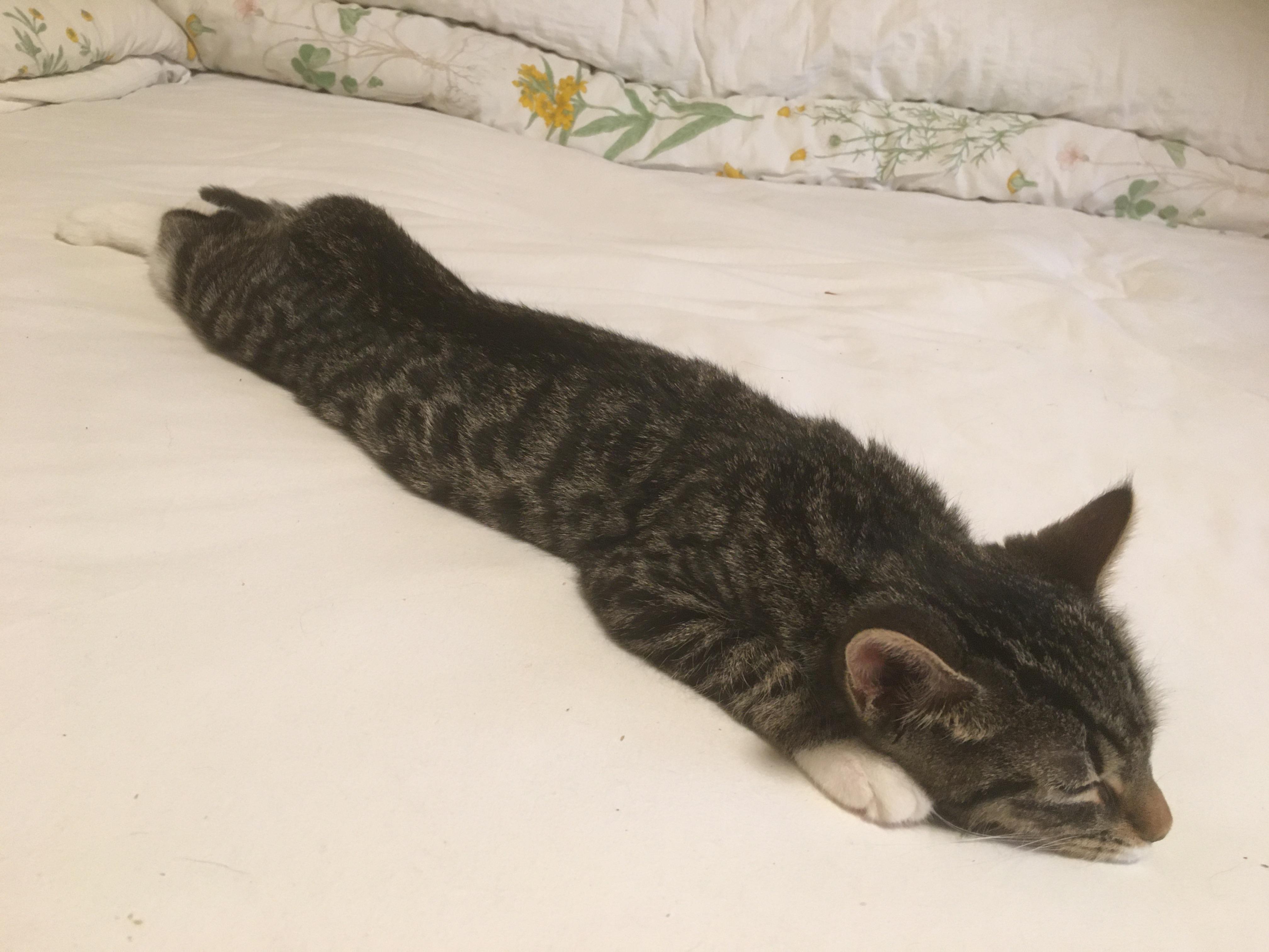 Penny did her first sploot today | Scrolller