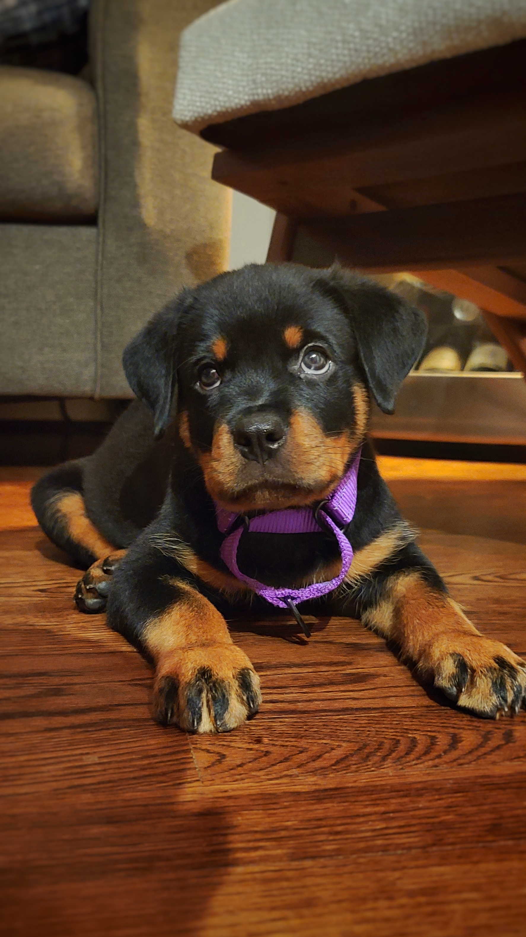 Penny Lane at 8 Weeks | Scrolller