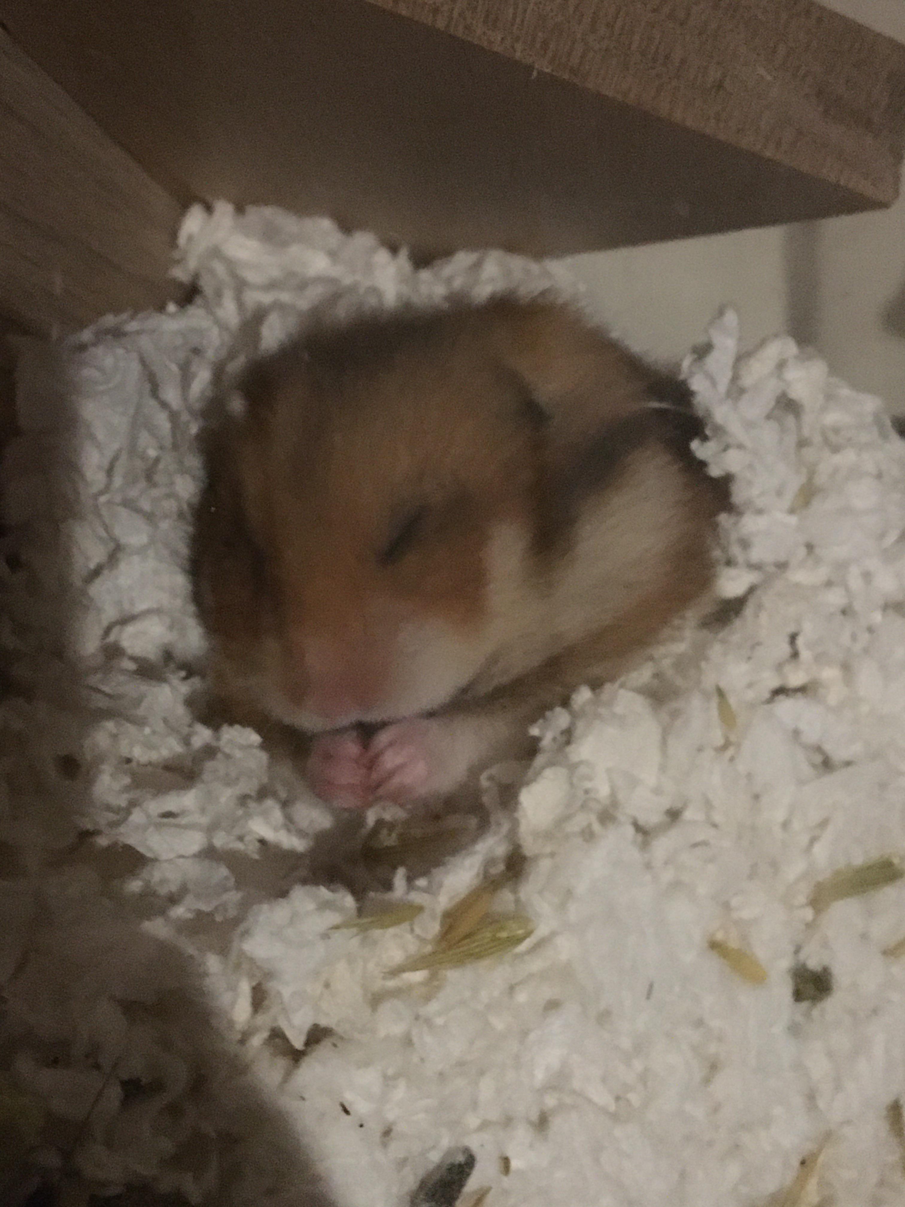 Penny lane eating while sleeping! Look at her little paws!!! | Scrolller