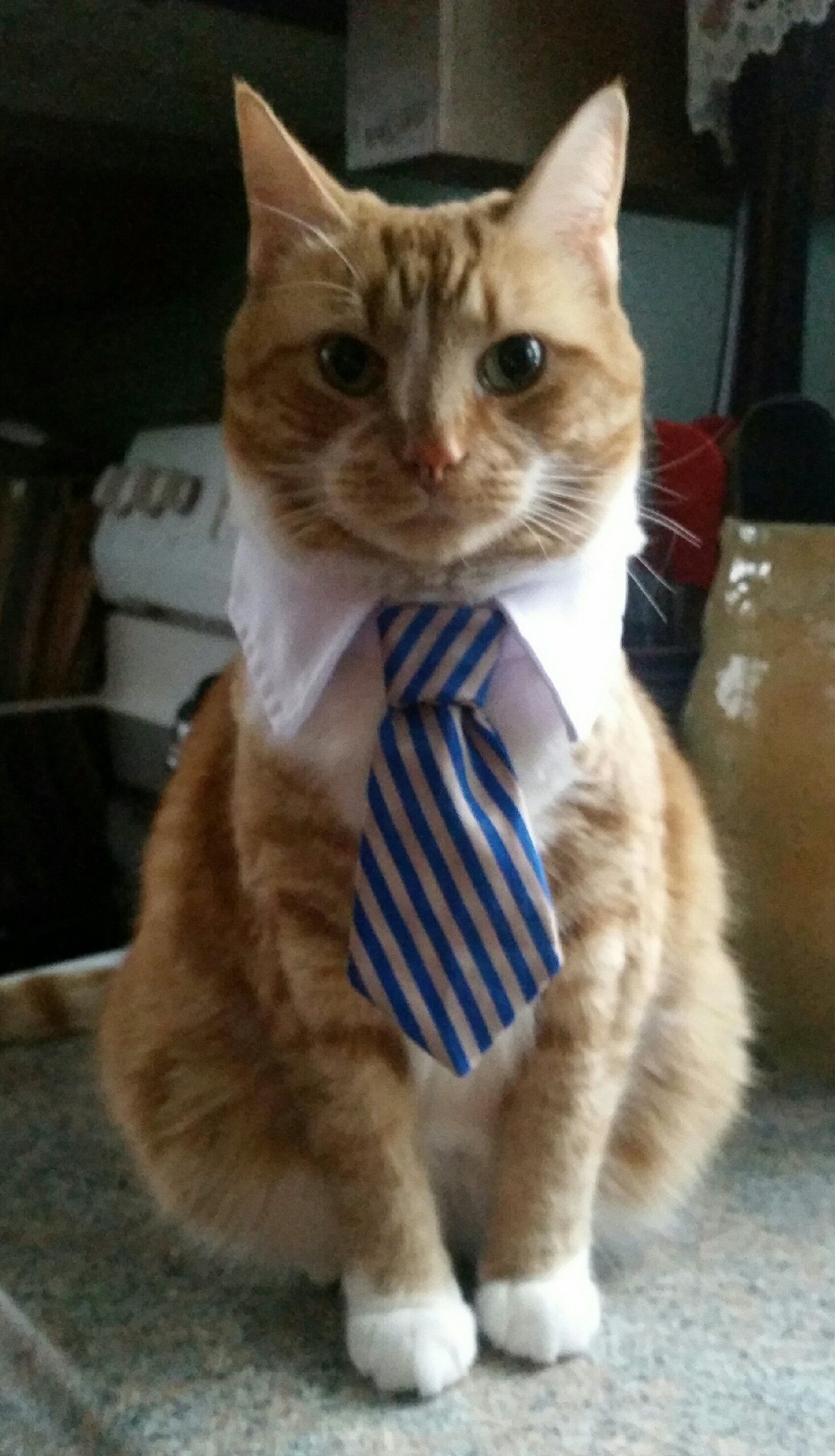 Penny looks so dapper! | Scrolller