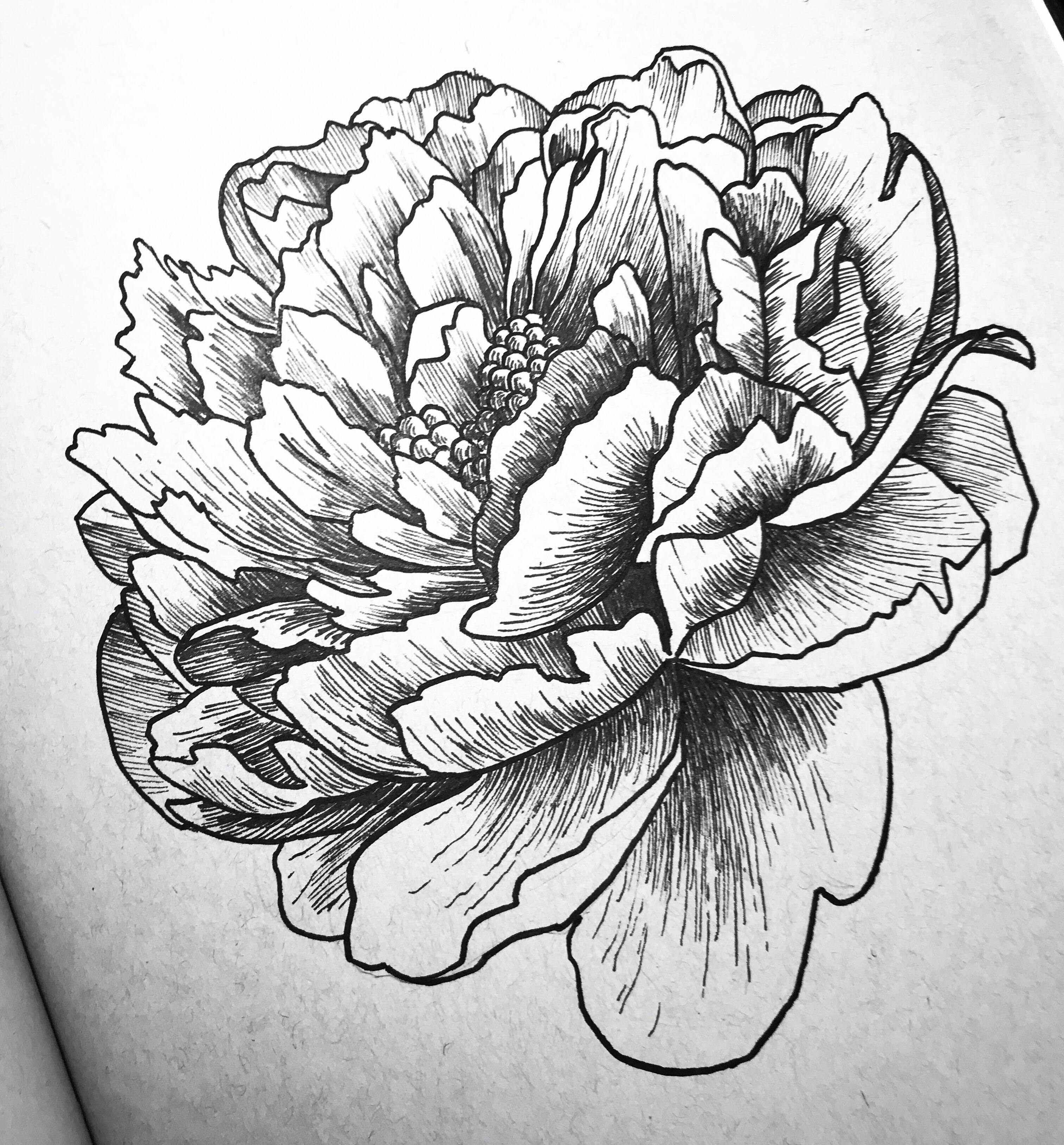 Peony on grayscale paper | Scrolller