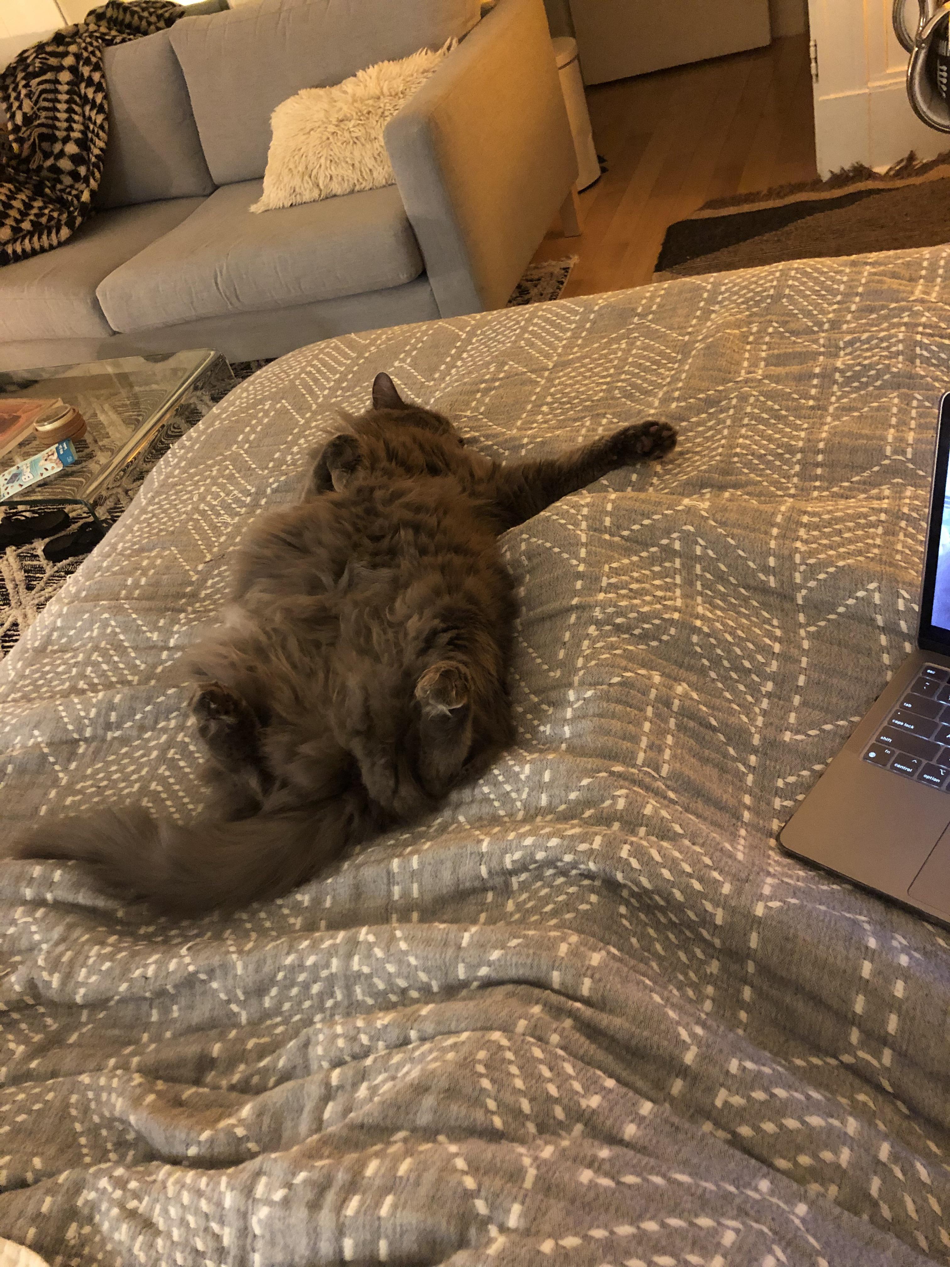 Pepper in a deep sleep. | Scrolller