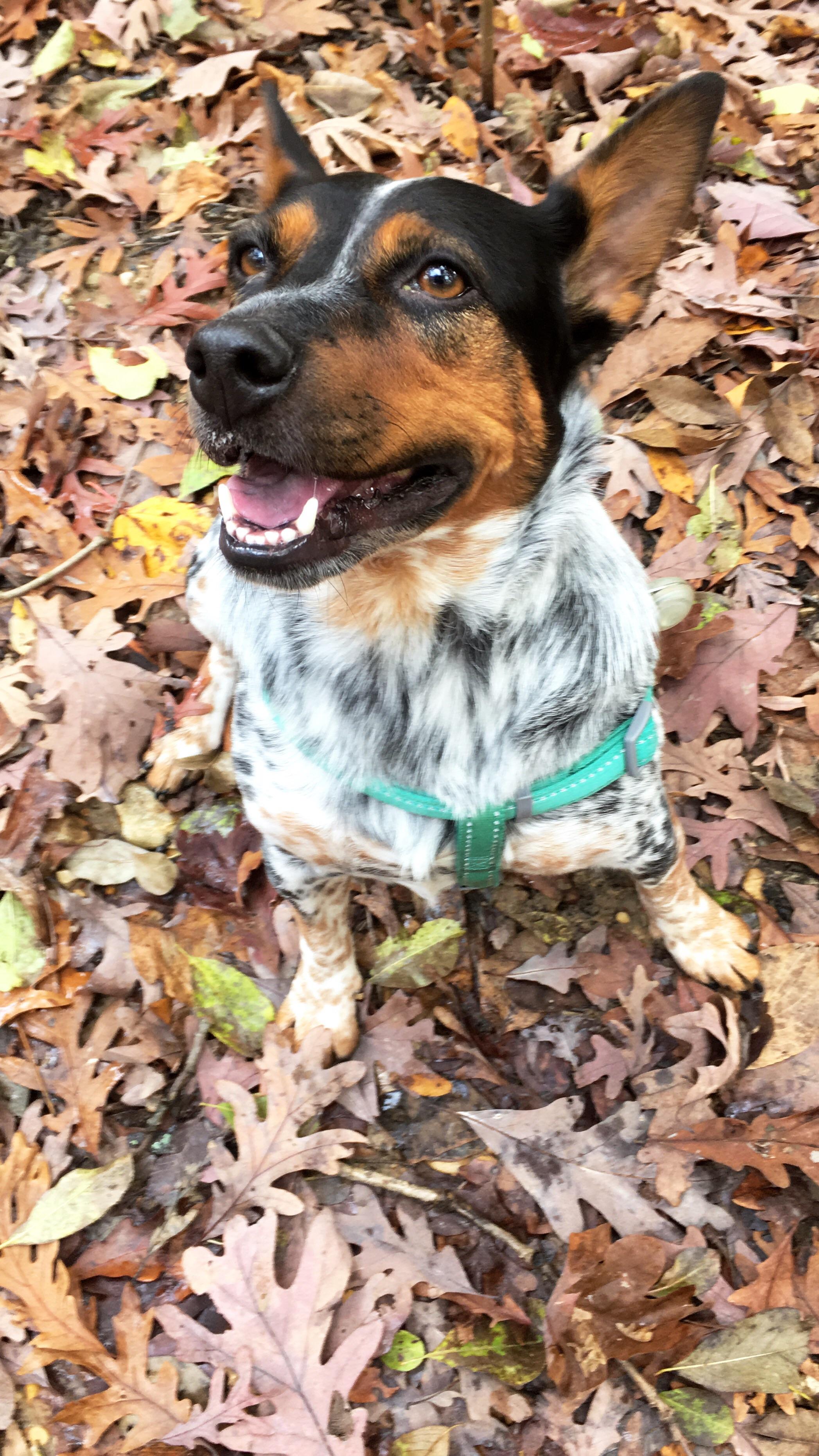 Pepper loves her morning fall hikes 🍁🍂 | Scrolller