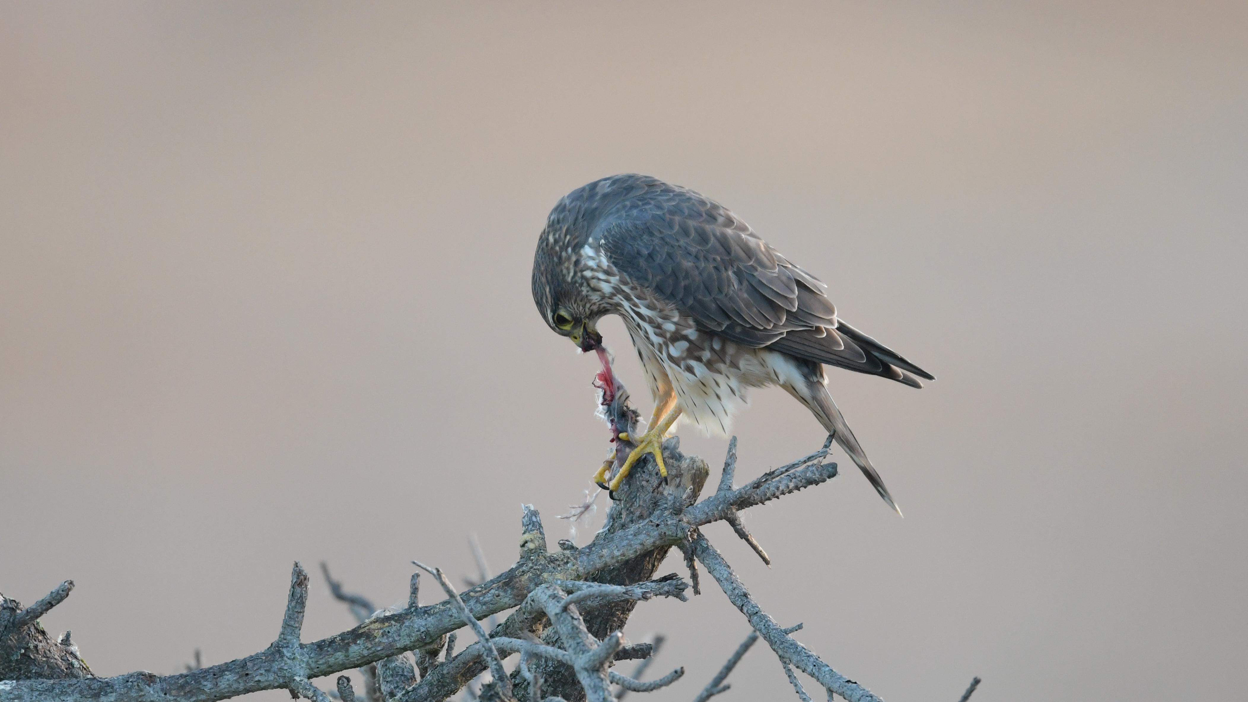 Peregrine Falcon and prey | Scrolller