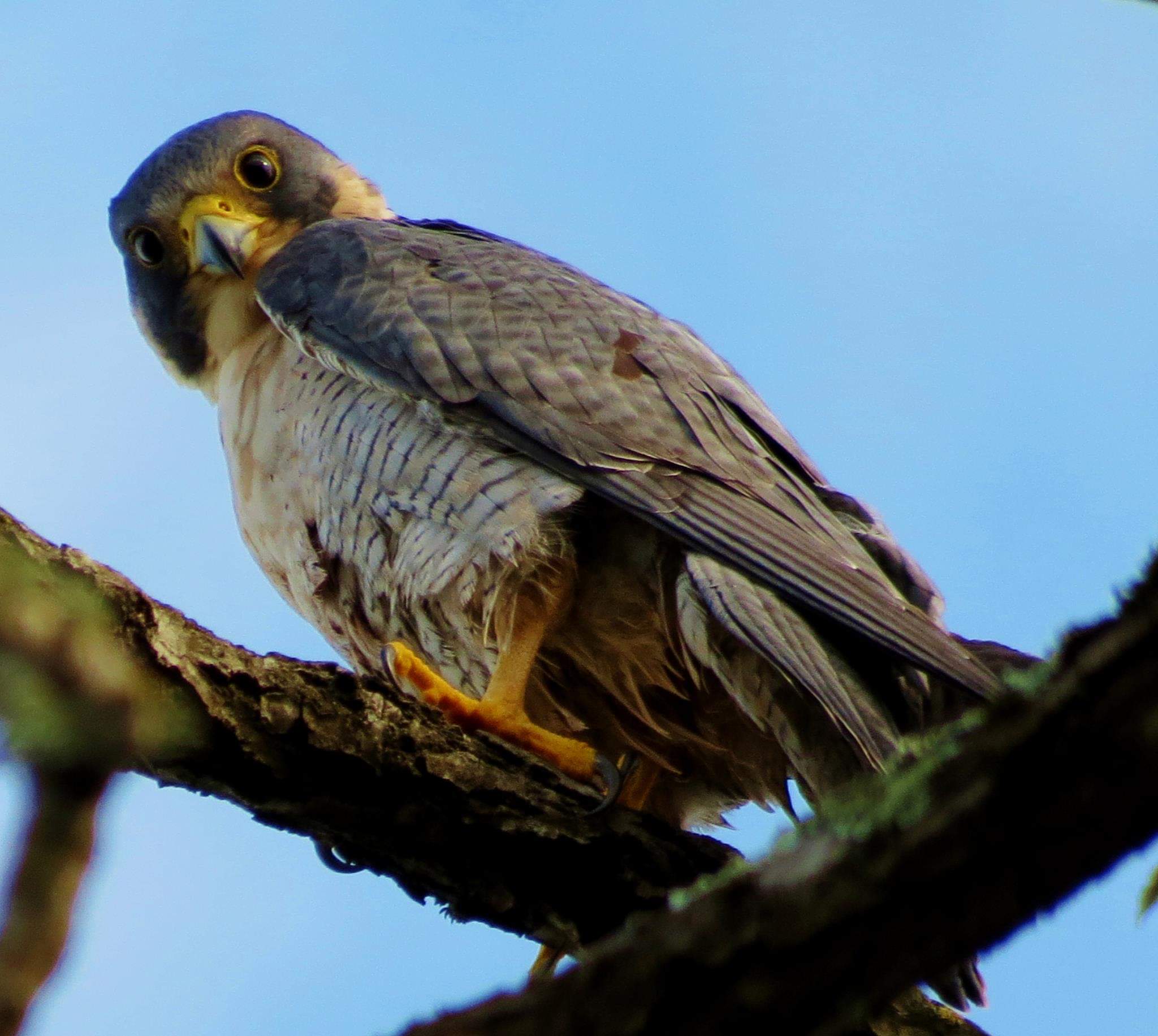 Peregrine falcon. | Scrolller