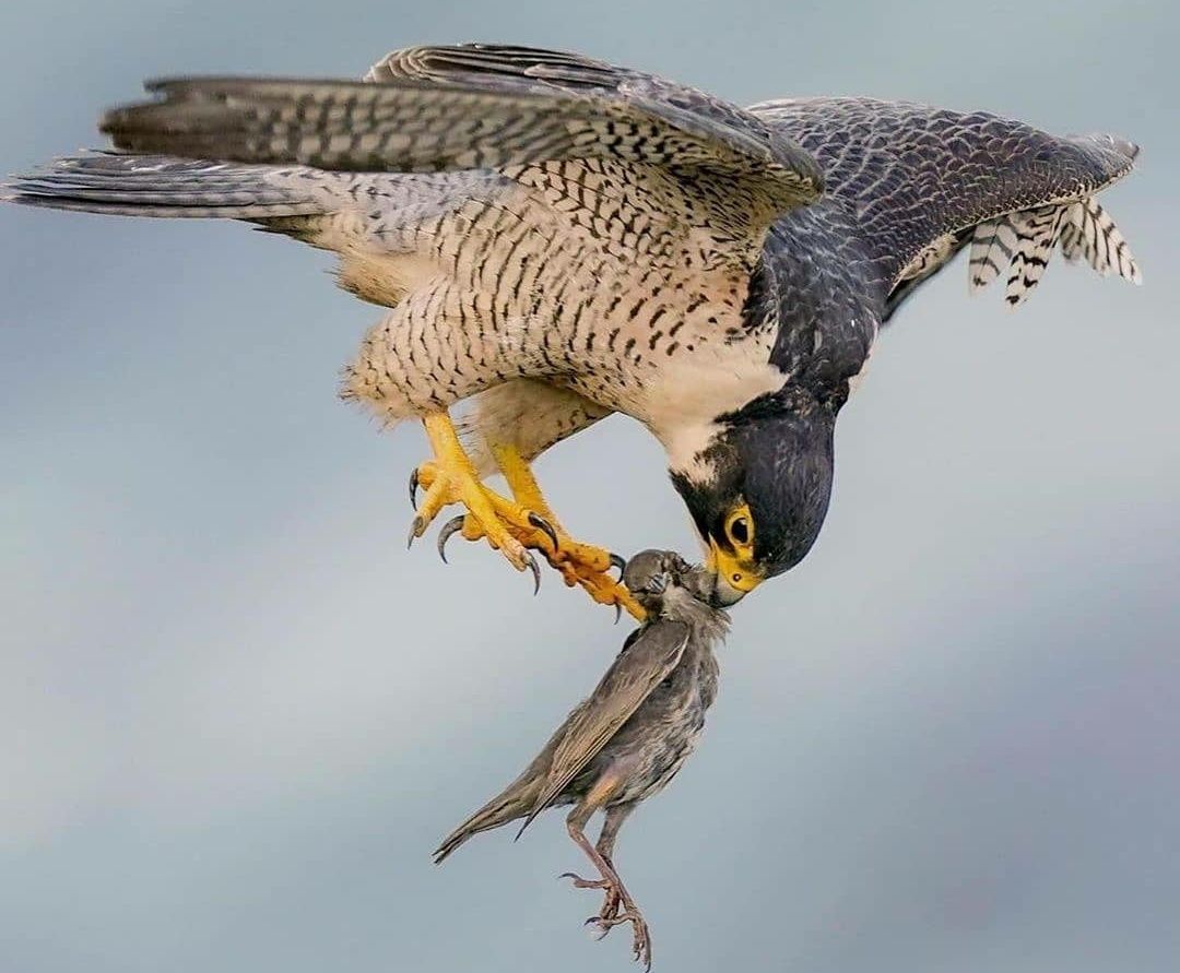 🔥 Peregrine falcon with an outstanding kill | Scrolller