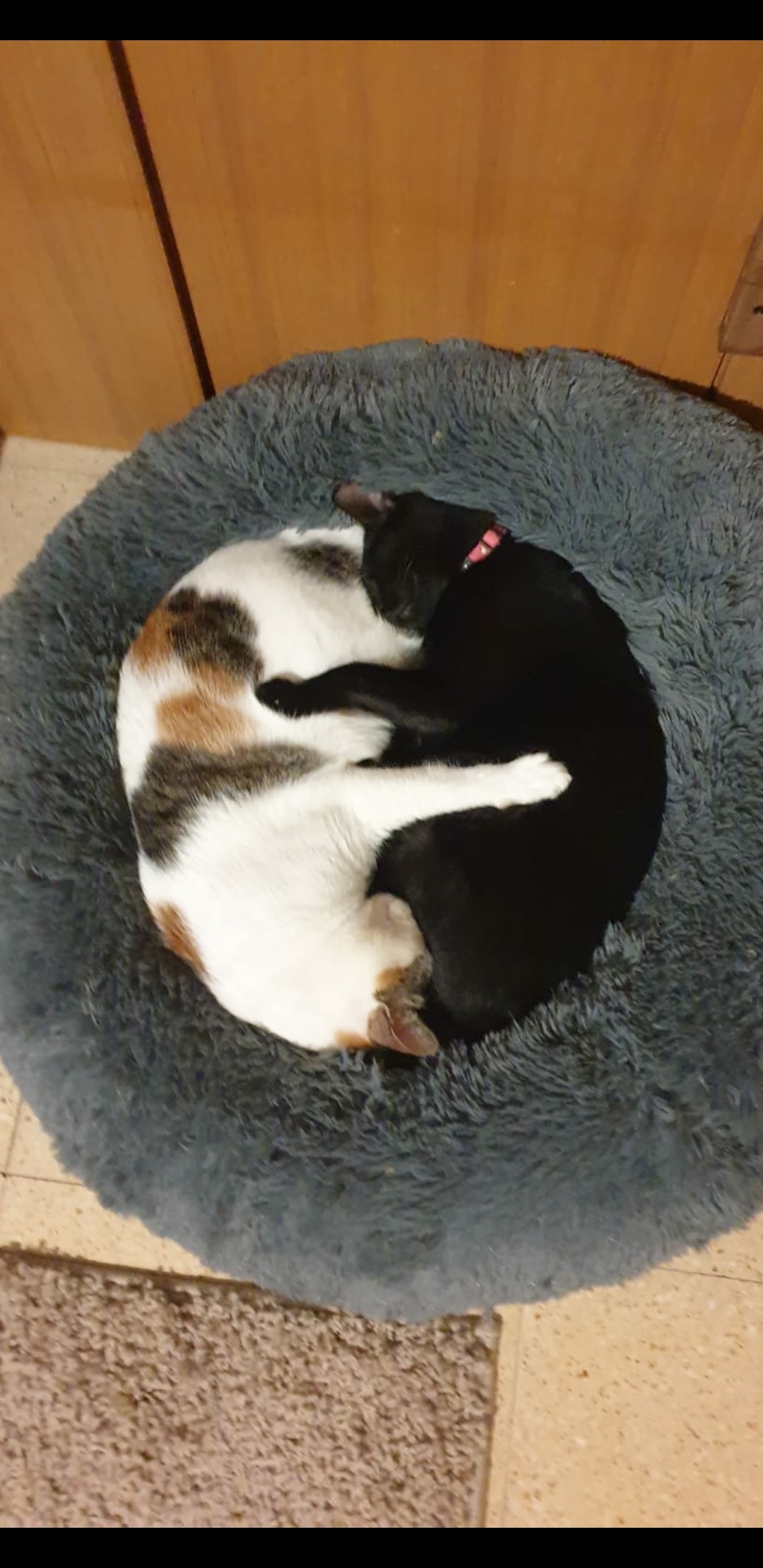 Perfect harmony | Scrolller