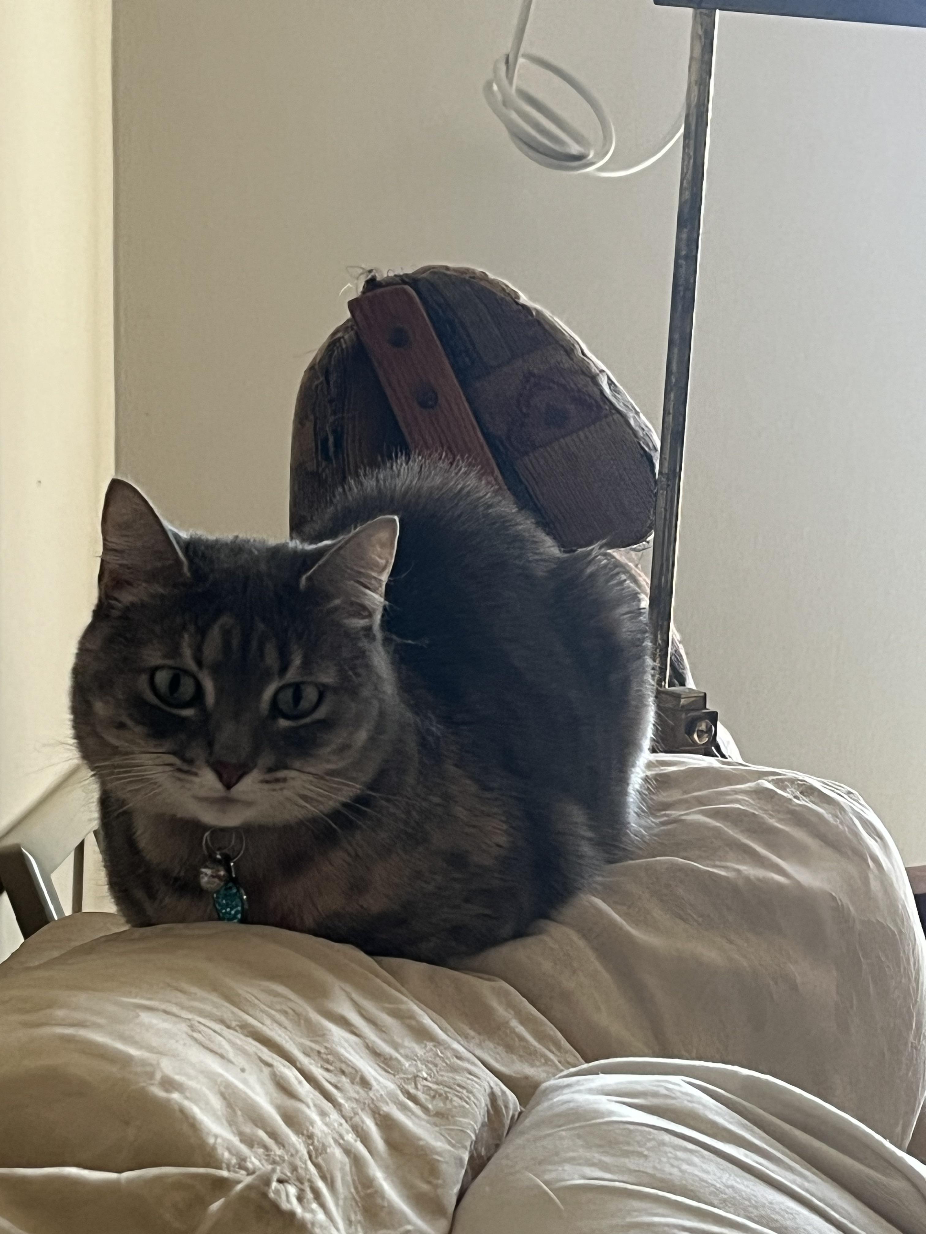 Perfect Marble Rye | Scrolller