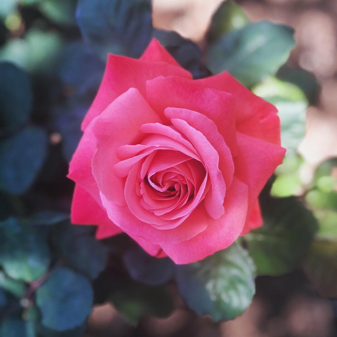 Perfect rose at the San Diego botanical garden. | Scrolller