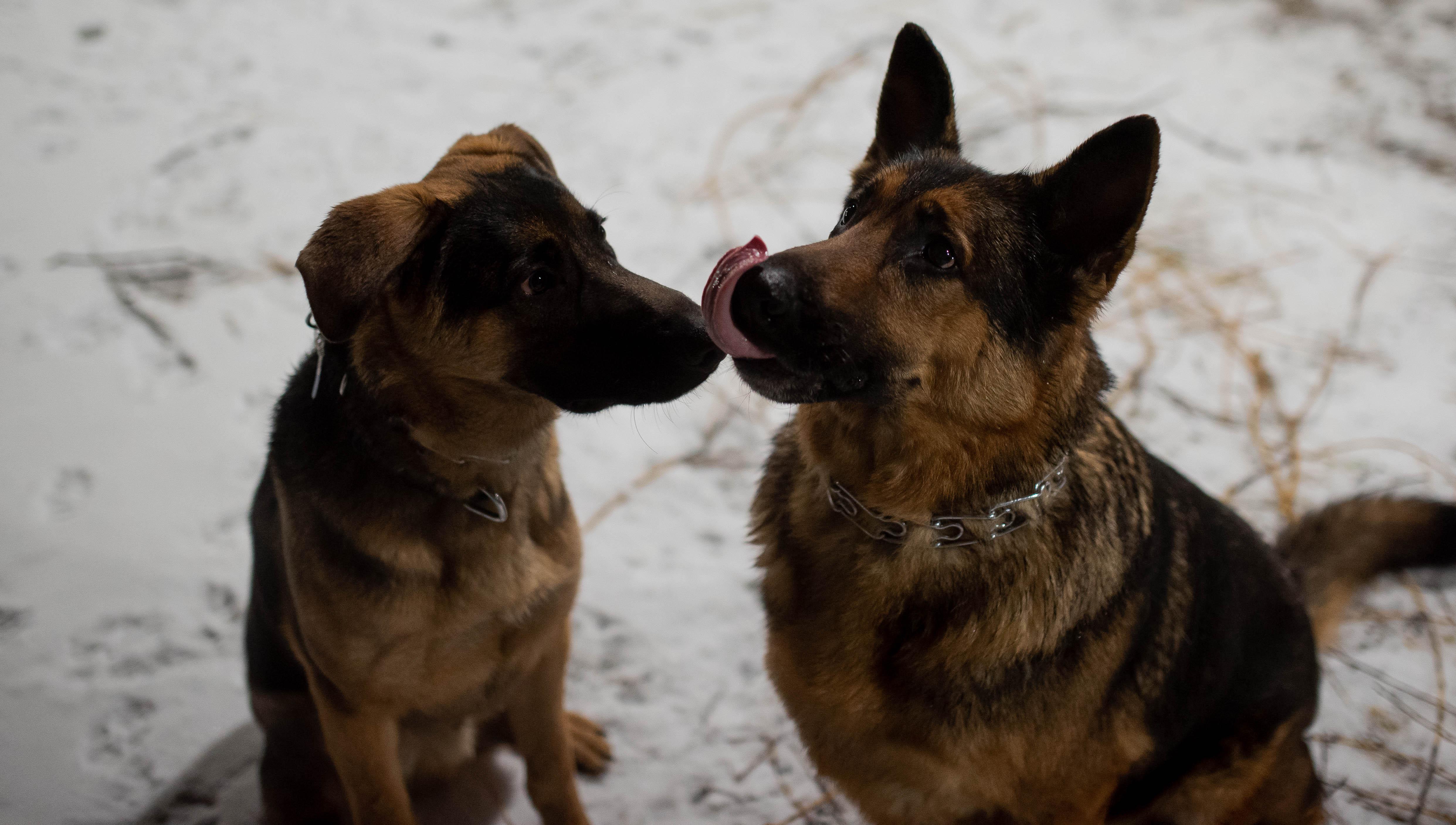 Perfectly timed nose lick while waiting for a treat 😋 | Scrolller