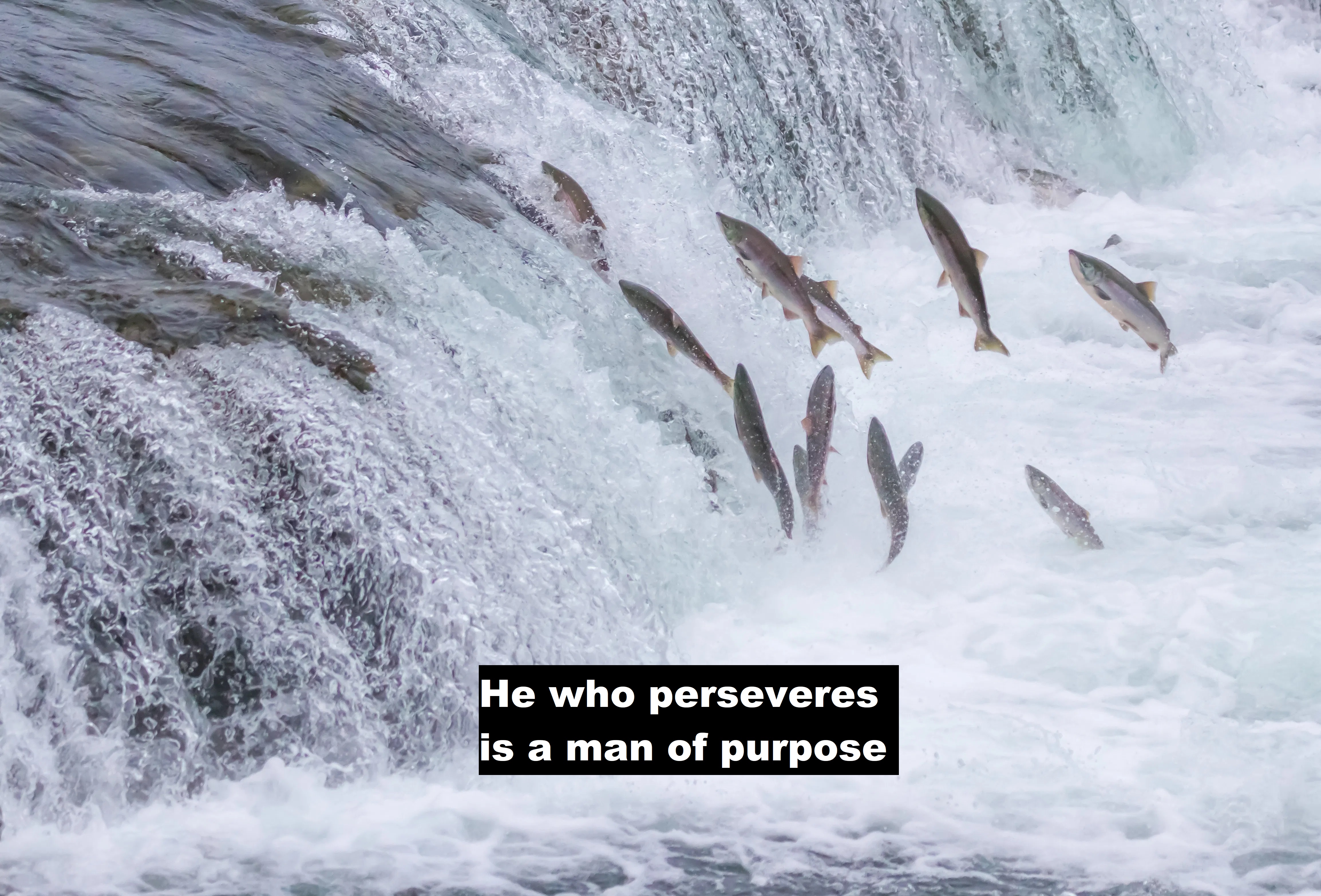 Perseverance | Scrolller