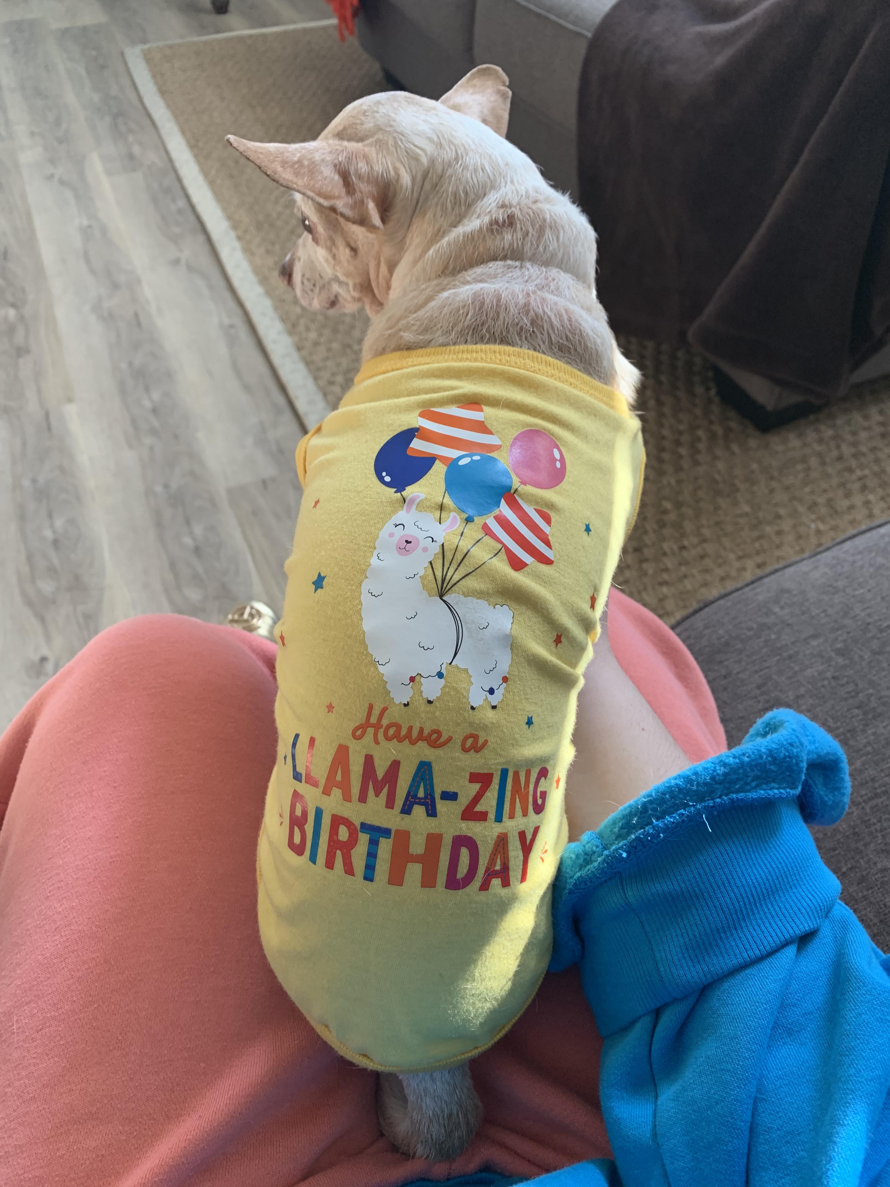 Persimmon turned 14! She’s a rescue dog :) | Scrolller