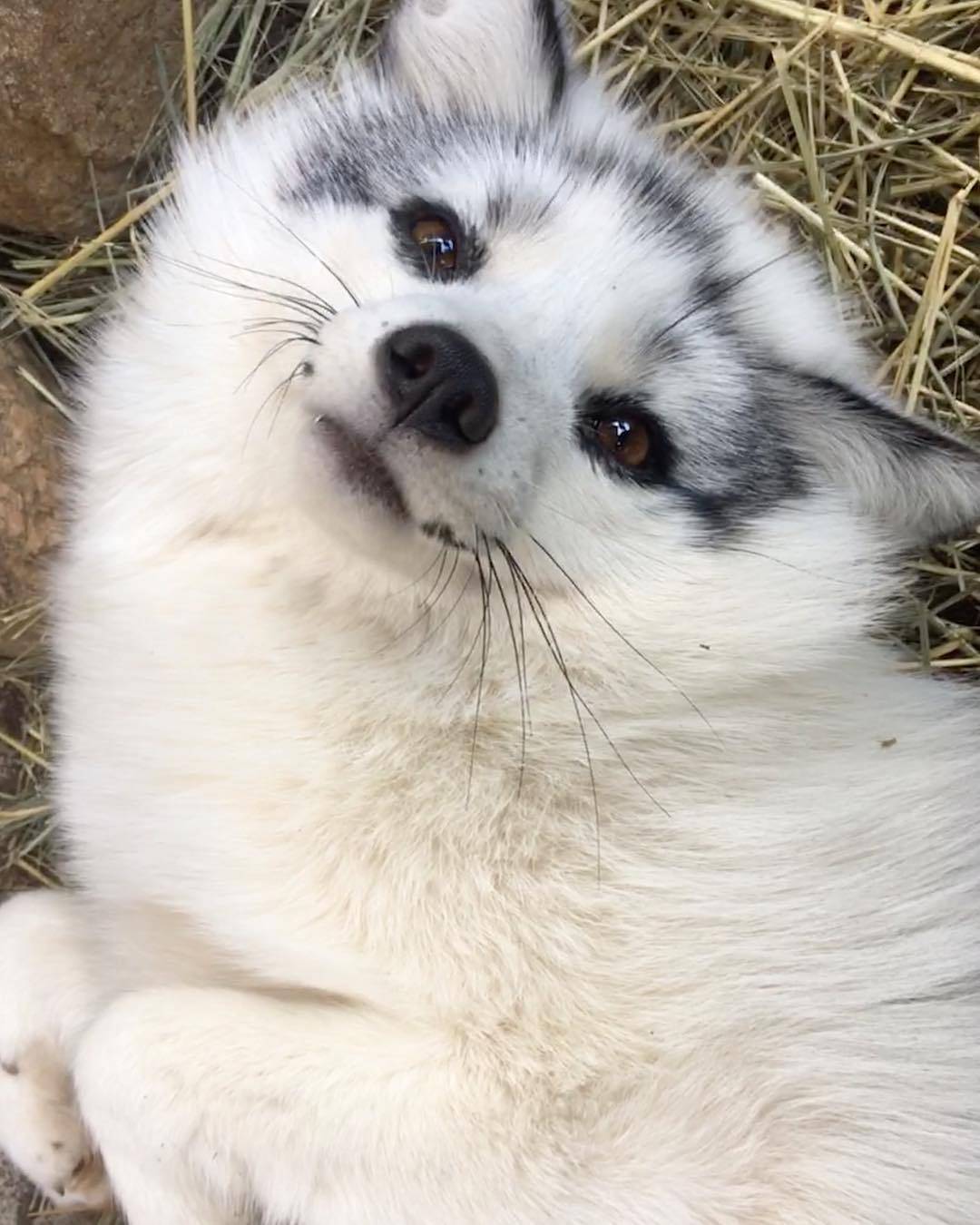 Pets plz | Scrolller