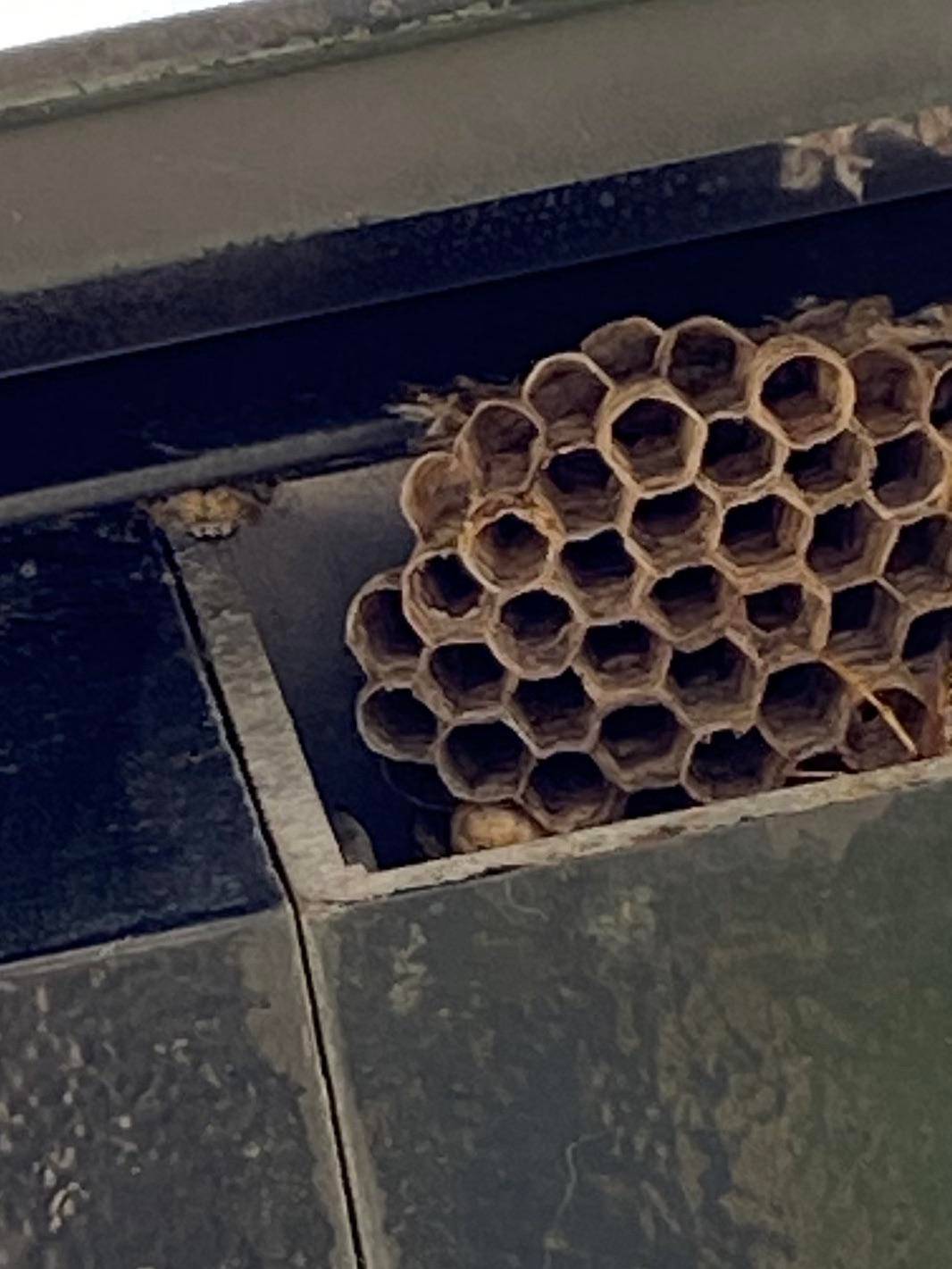 Phidippus living next to hornets | Scrolller