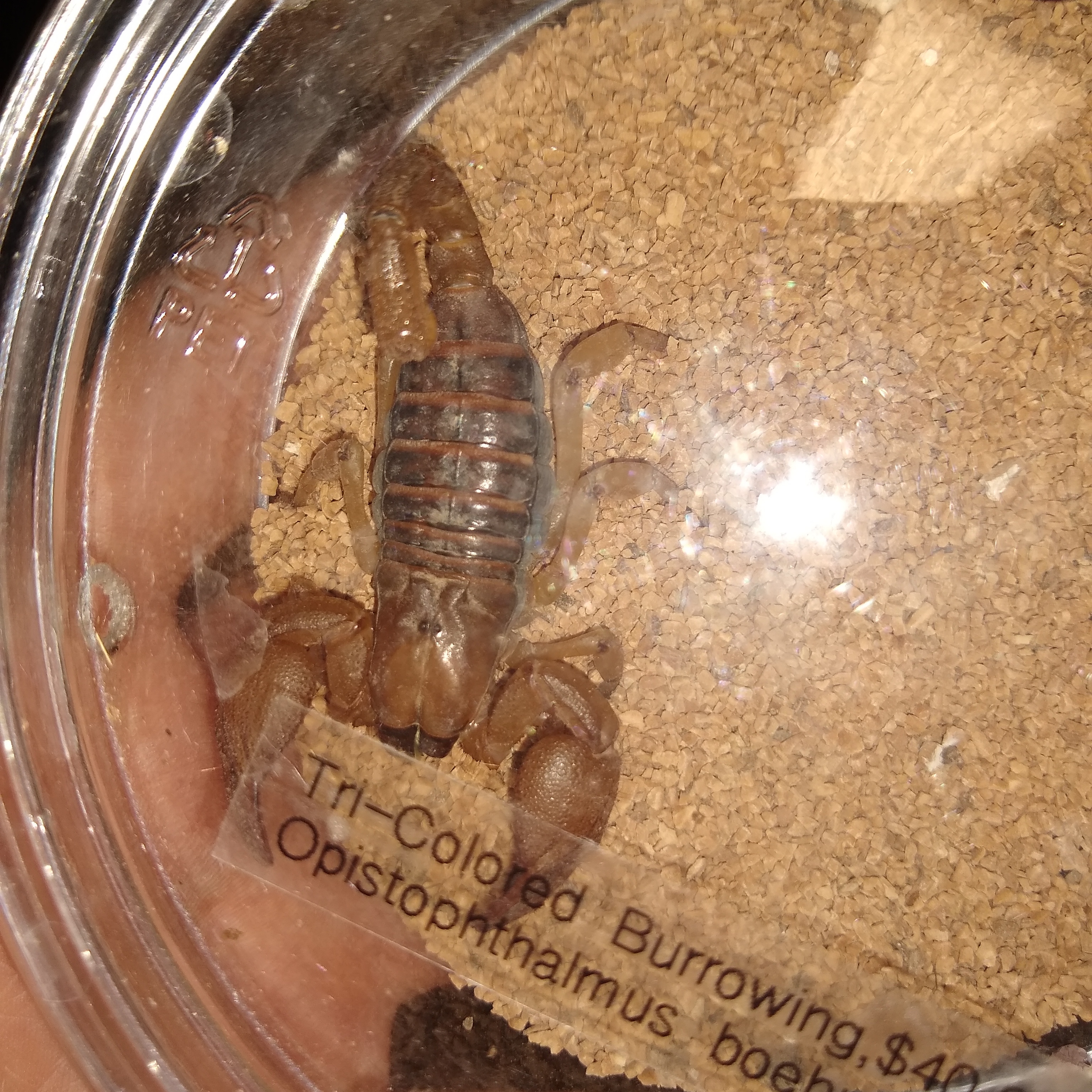 Picked up this fella at repticon the other day | Scrolller