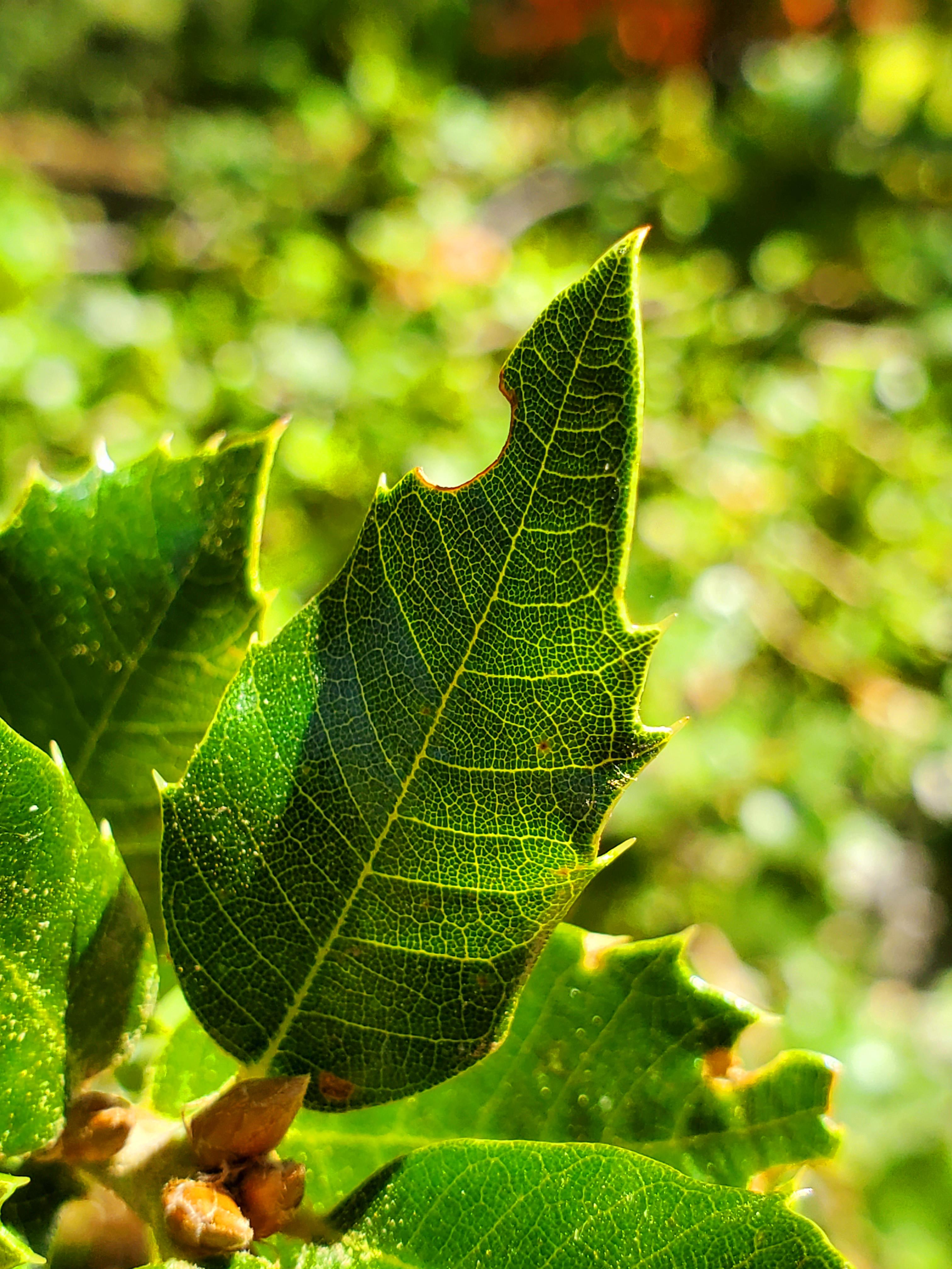Picture of a leaf | Scrolller