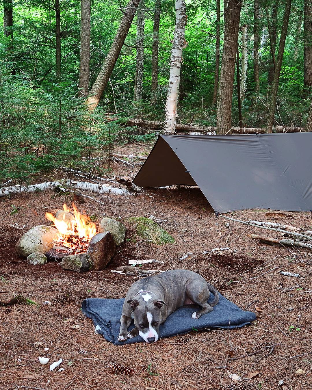 Picture of the LAP (loving adventure pitty) dog relaxing at camp | Scrolller