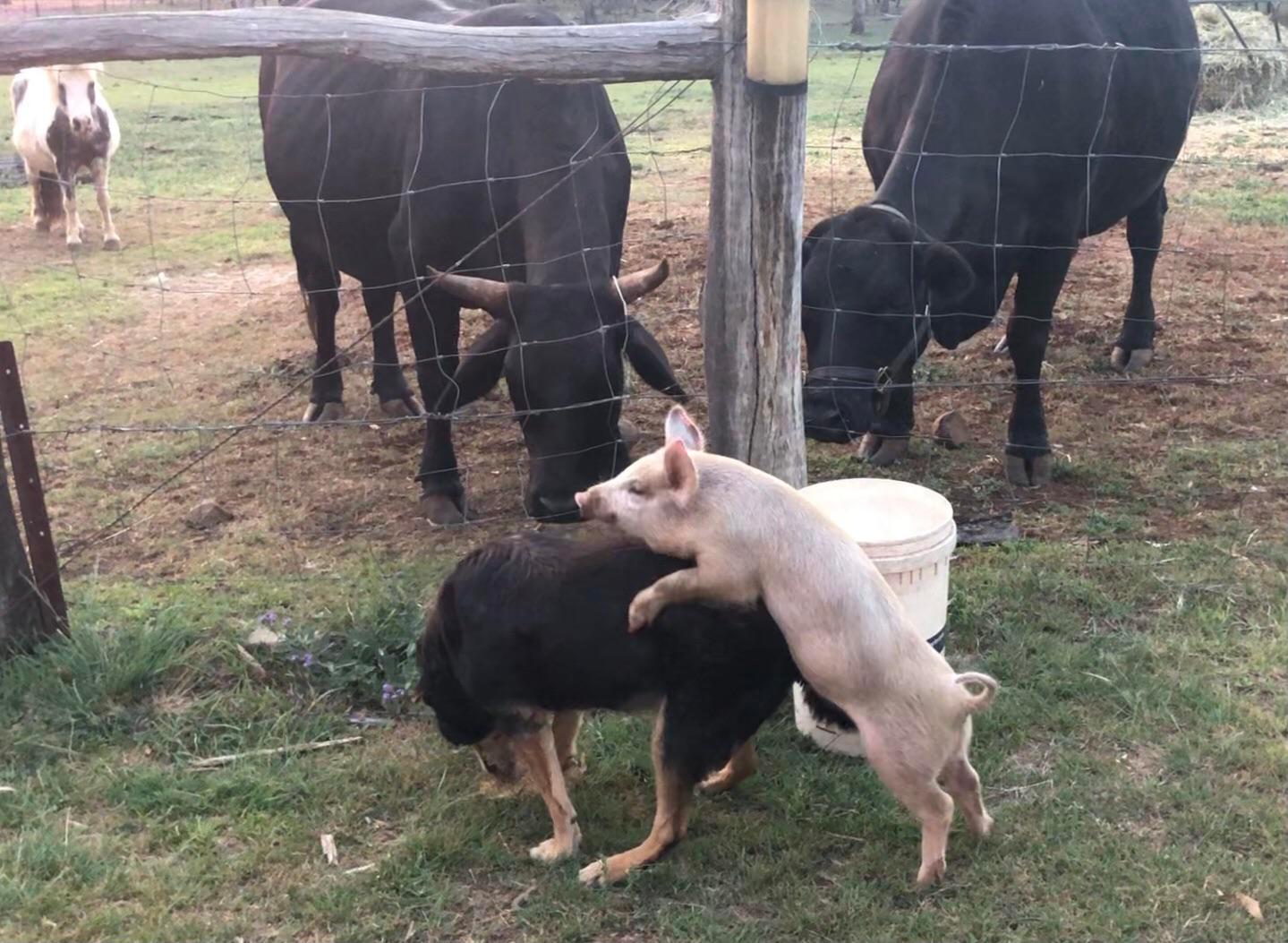 Piggy back ride | Scrolller