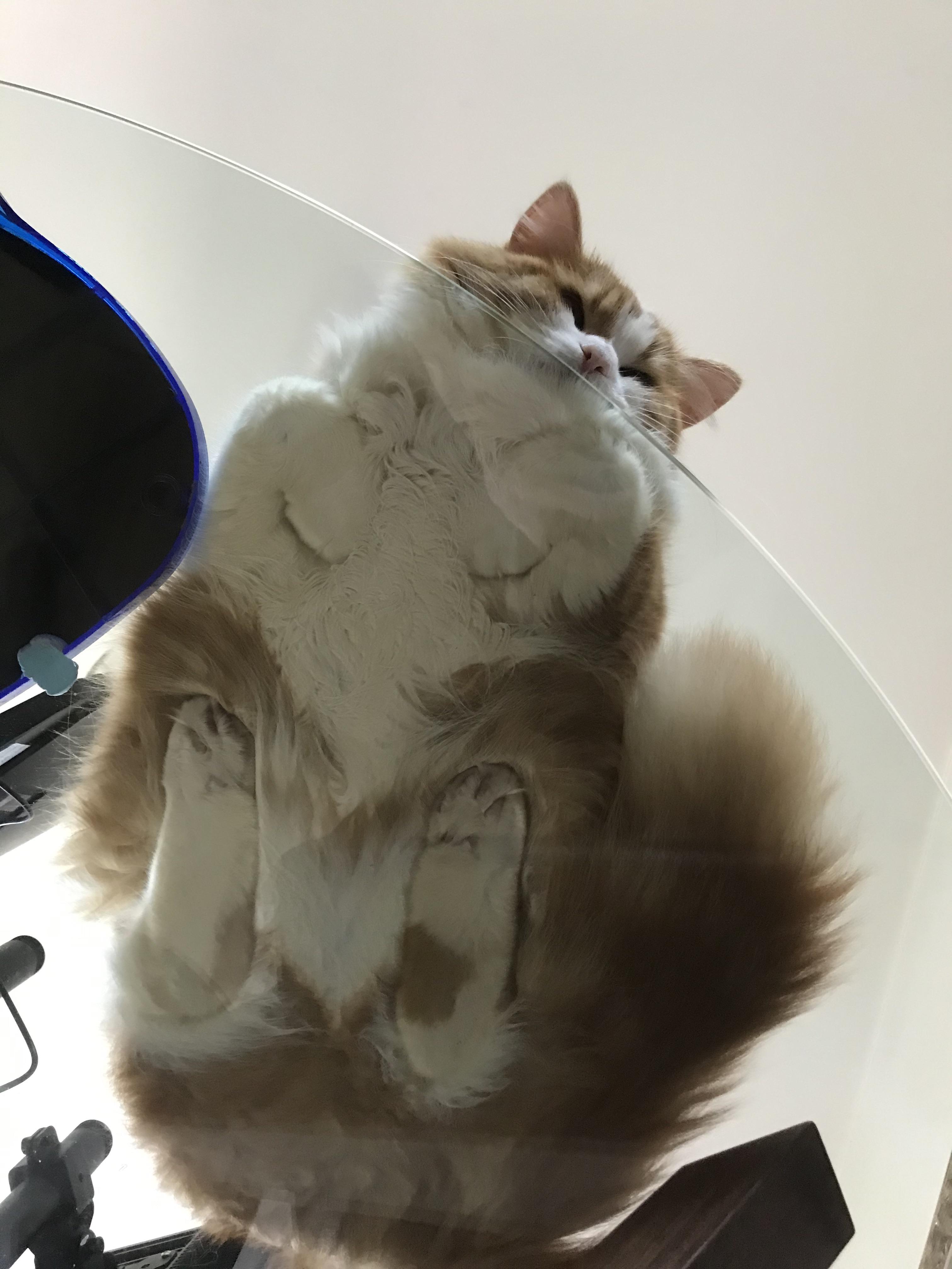 Pile of fluff. | Scrolller