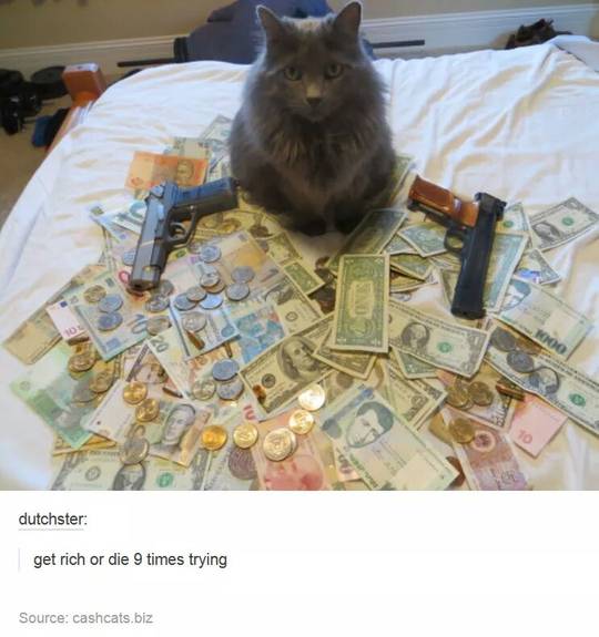 Pimp cat | Scrolller