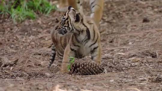 Pine Cone vs Tiger Cub | Scrolller