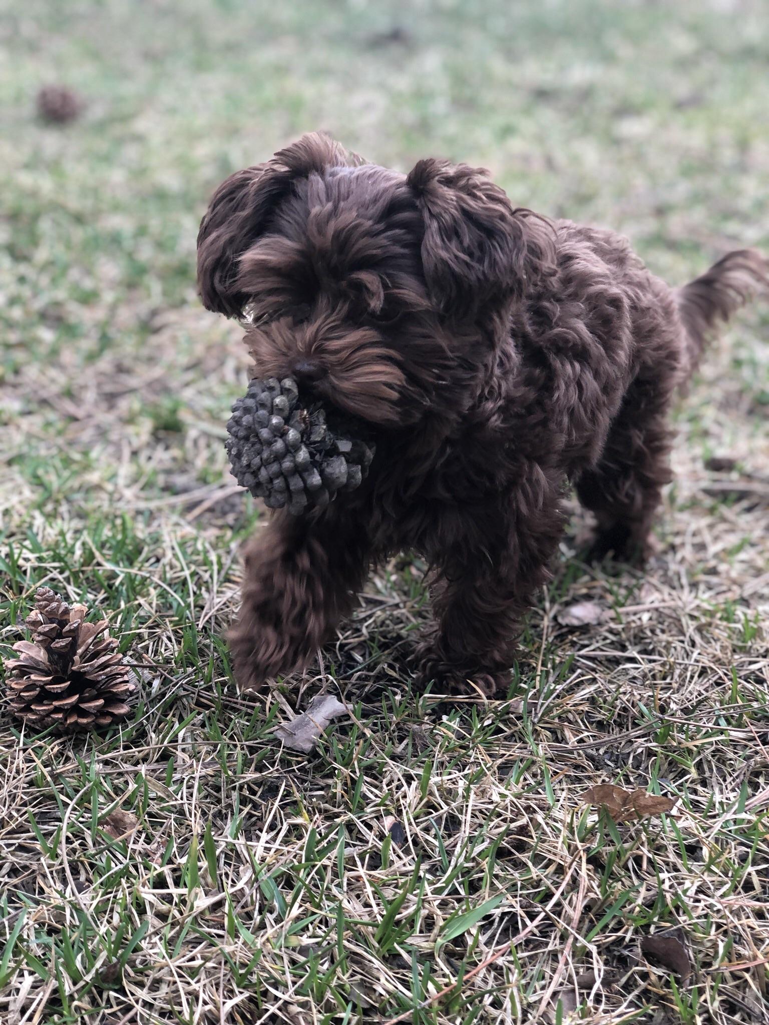 Pine cone warrior - Daisy Dukes | Scrolller
