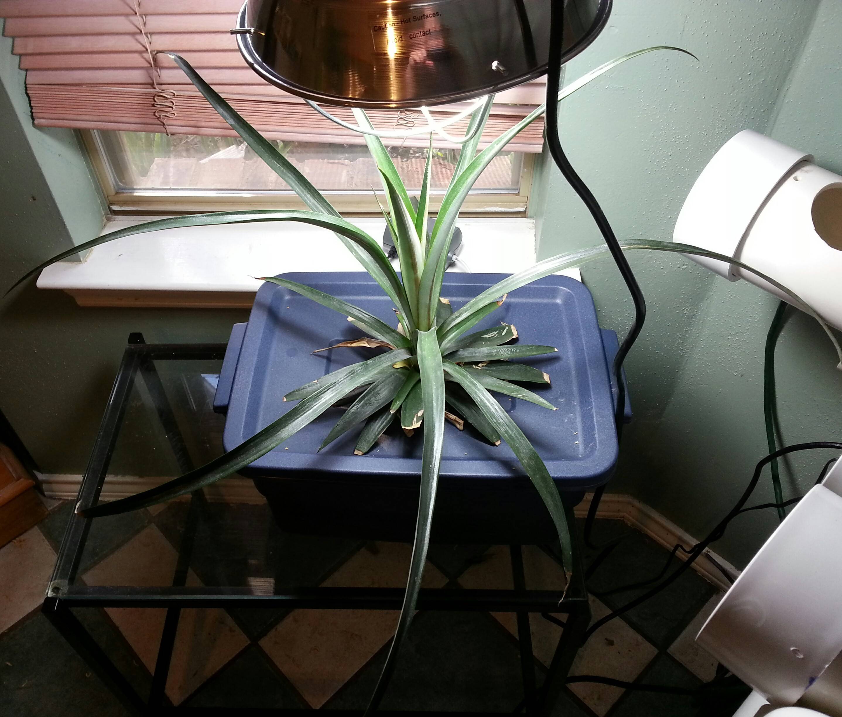 Pineapple plant is doing good. | Scrolller