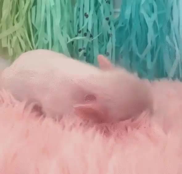 Pink fluffies | Scrolller