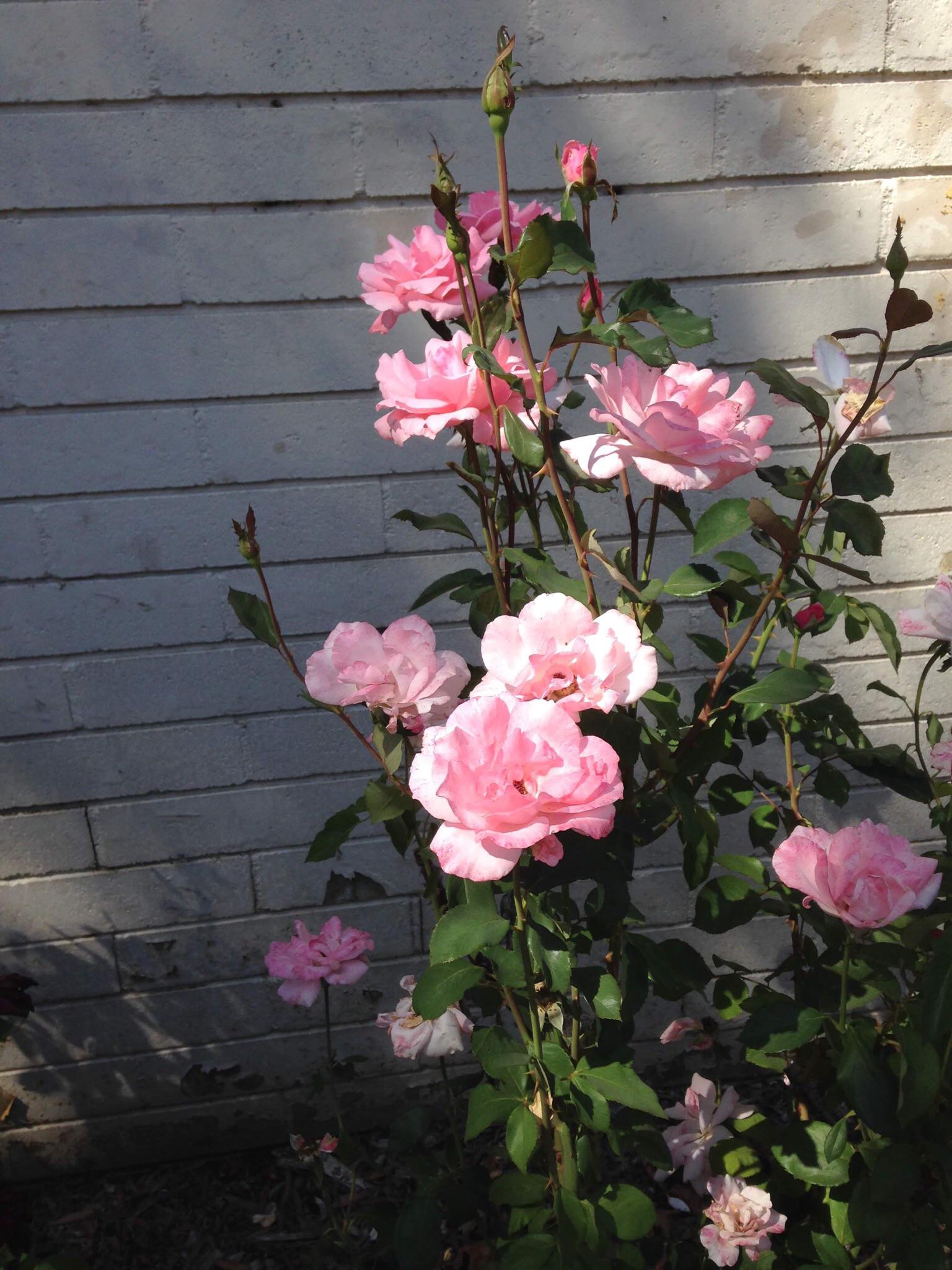 Pink Roses | Scrolller