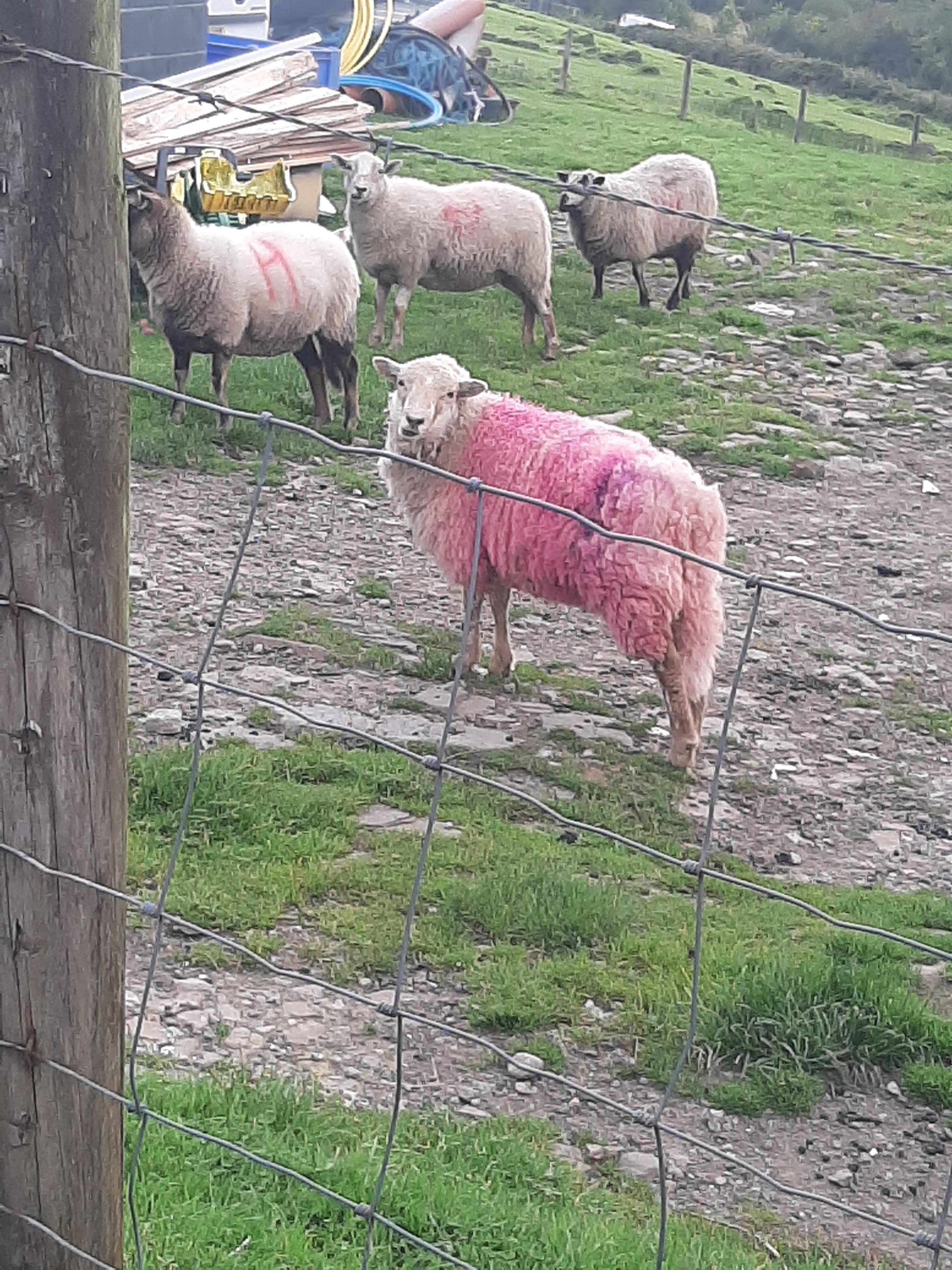 Pink sheep | Scrolller
