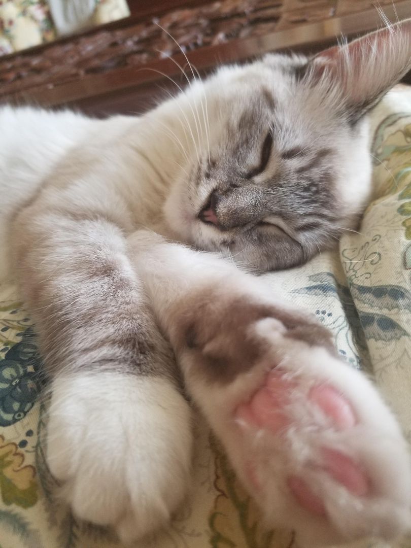 Pink sleepy beans | Scrolller
